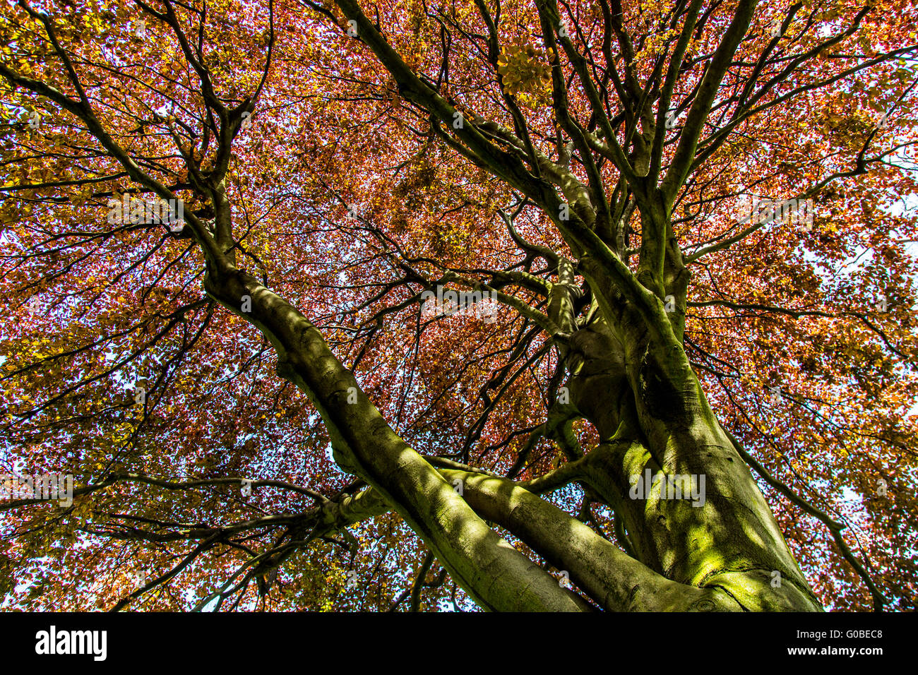 Large copper beech, Fagus sylvatica, Germany Stock Photo - Alamy