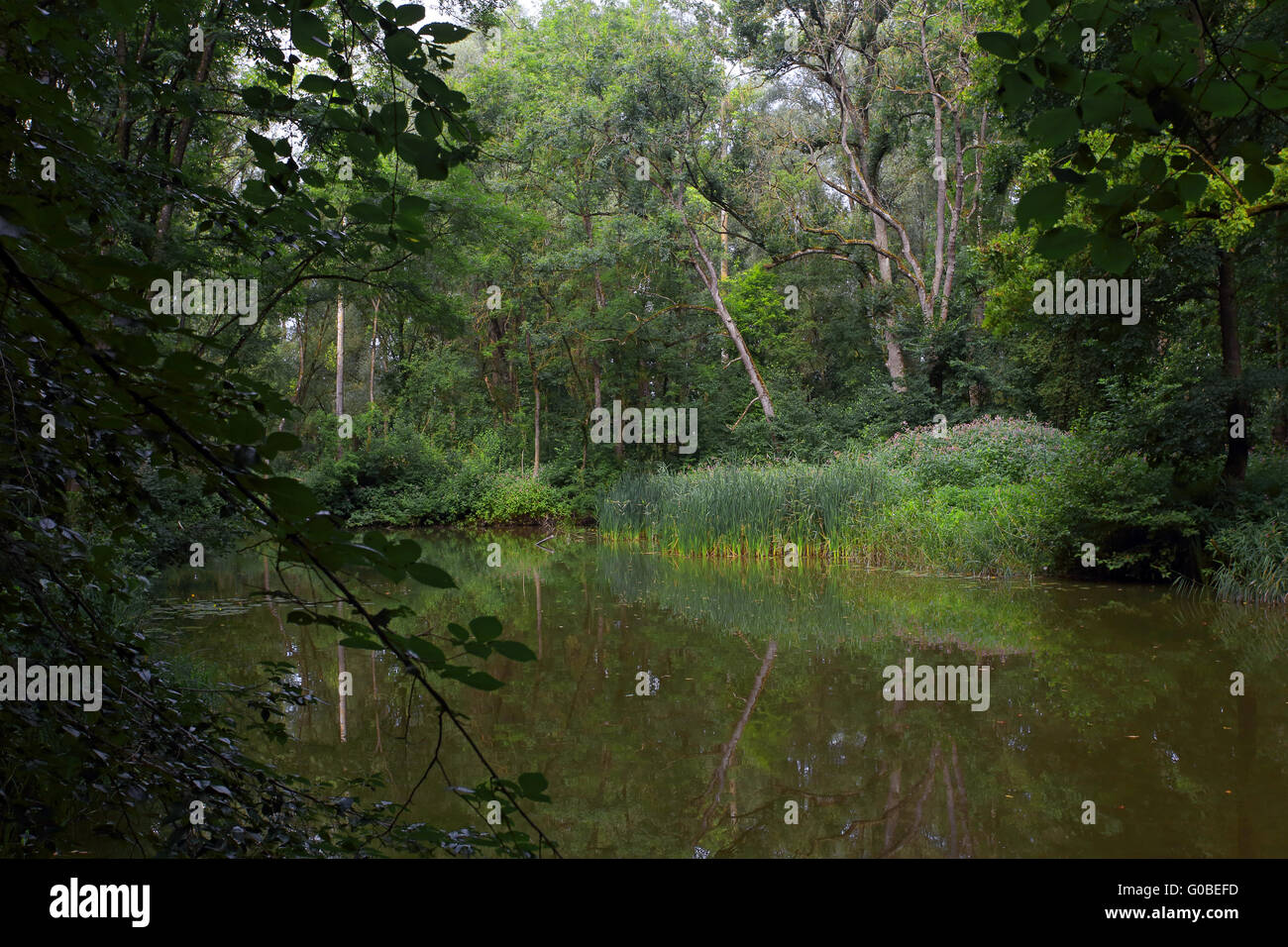 Danube Floodplain Forest National Park, Austria Stock Photo - Alamy