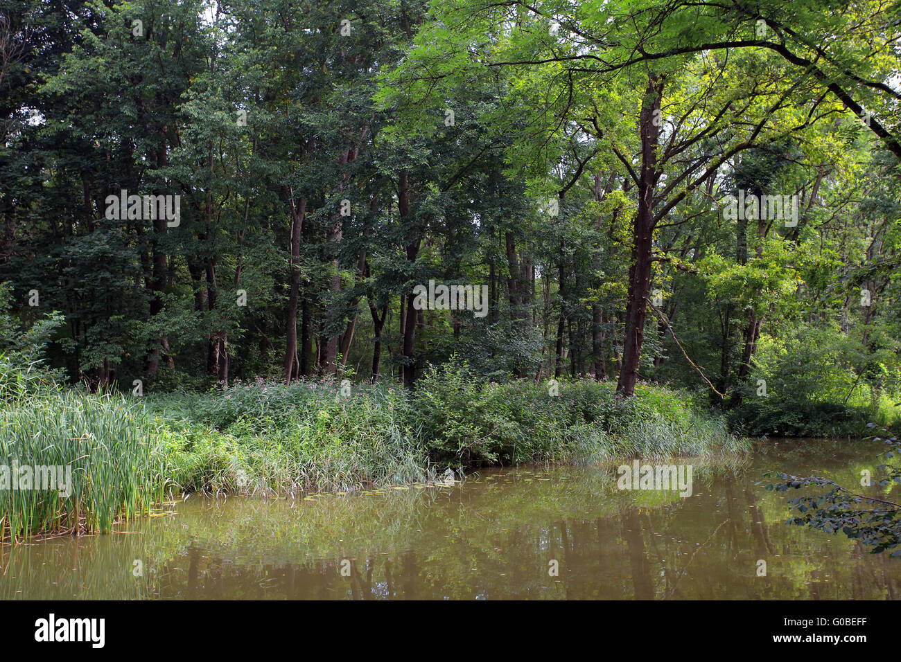 Danube Floodplain Forest National Park, Austria Stock Photo - Alamy