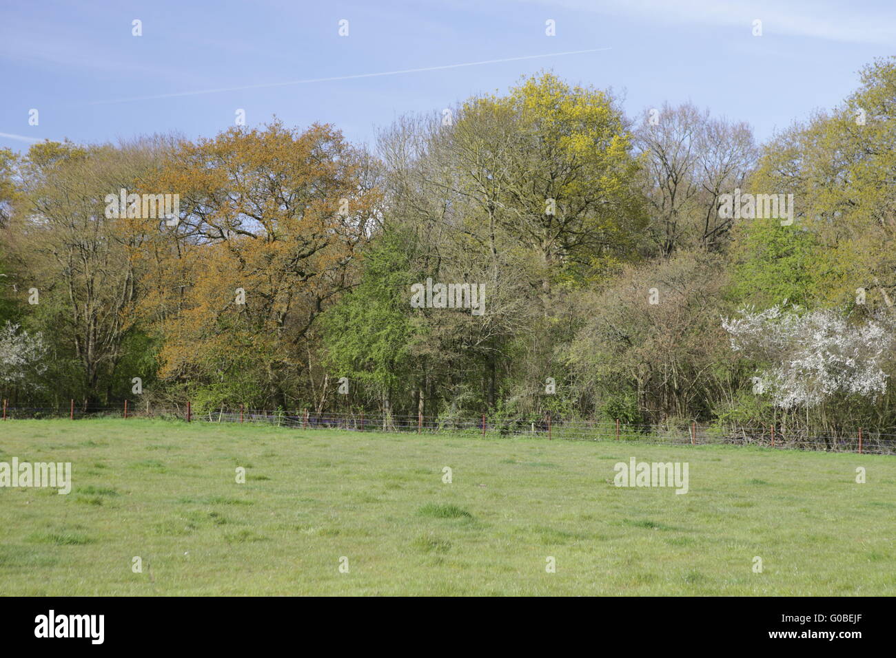 Trees in Bourne Woods Lincolnshire UK - Early Spring Stock Photo - Alamy