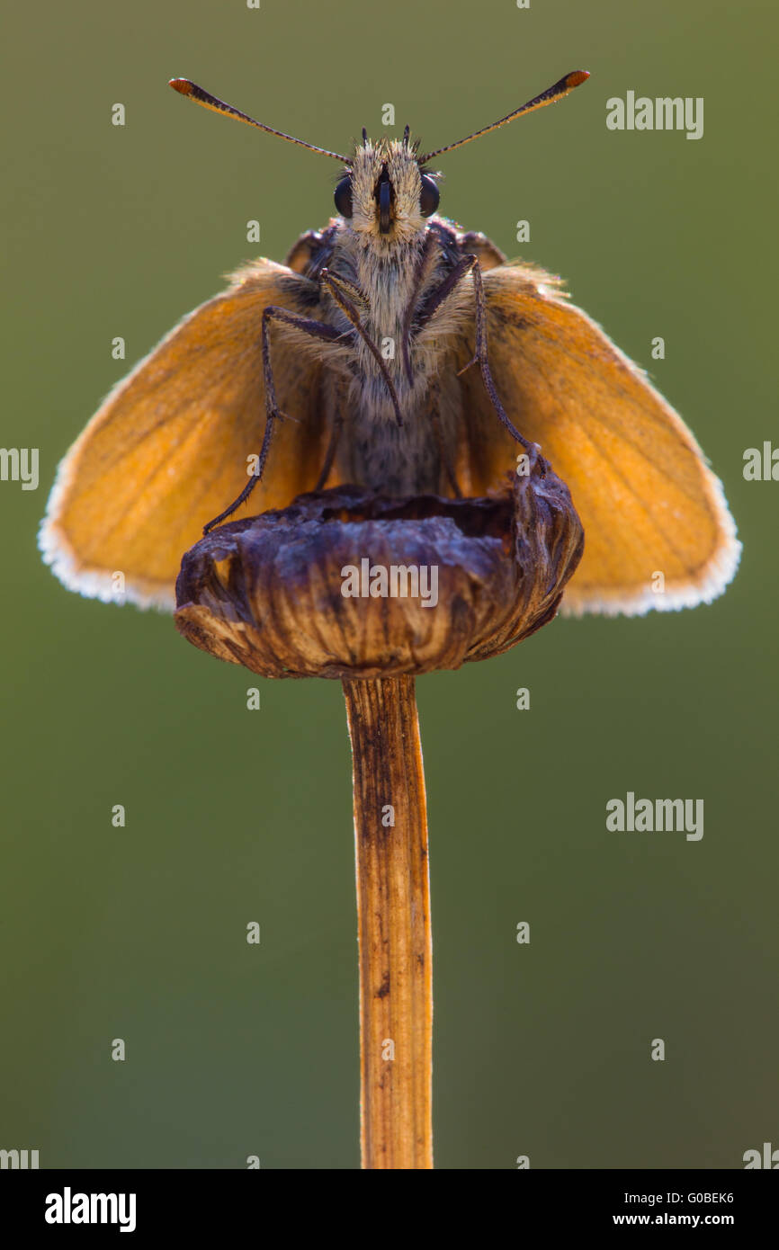Skipper g hi-res stock photography and images - Alamy