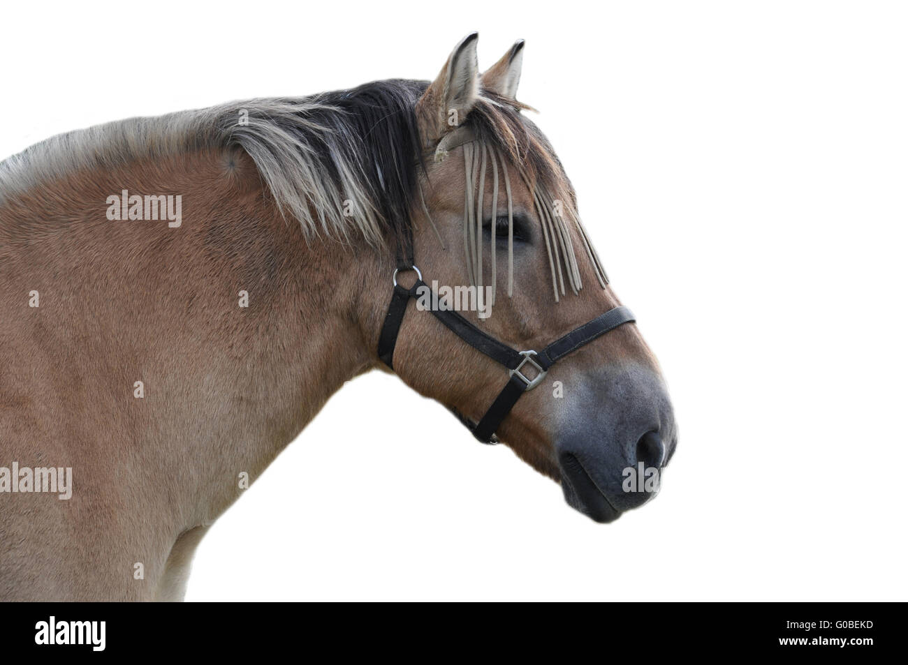 Horse head pommel hi-res stock photography and images - Alamy