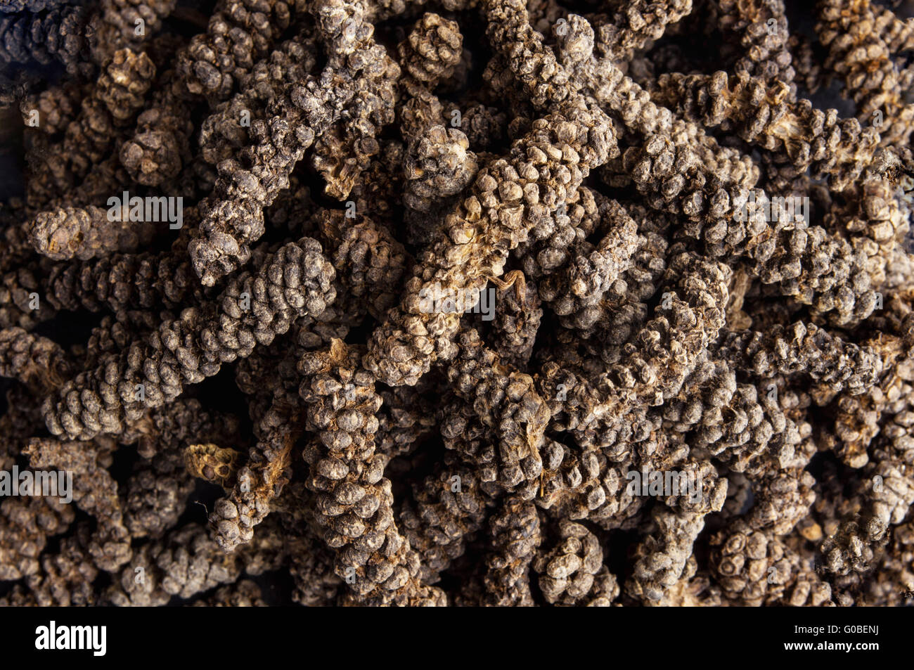 Long pepper piper longum hi-res stock photography and images - Alamy