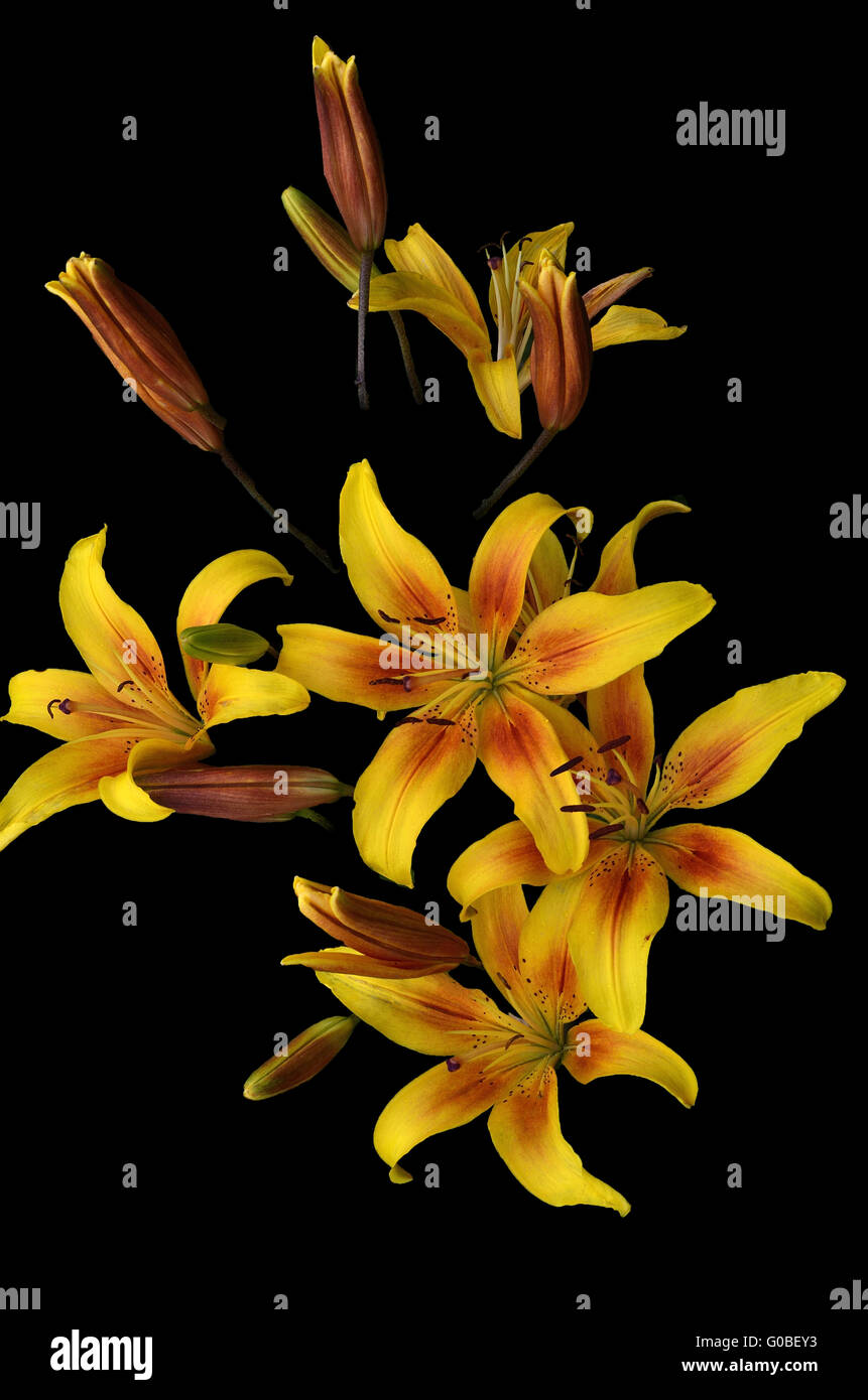 Yellow lilies Stock Photo - Alamy