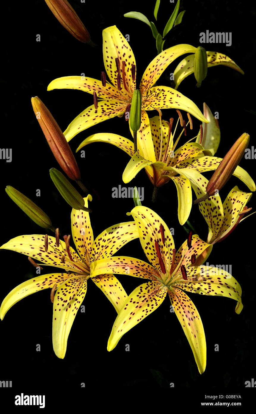 Yellow tiger lilies Stock Photo - Alamy