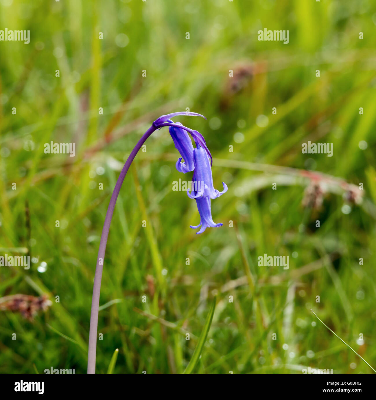 Scottish bluebell hi-res stock photography and images - Alamy