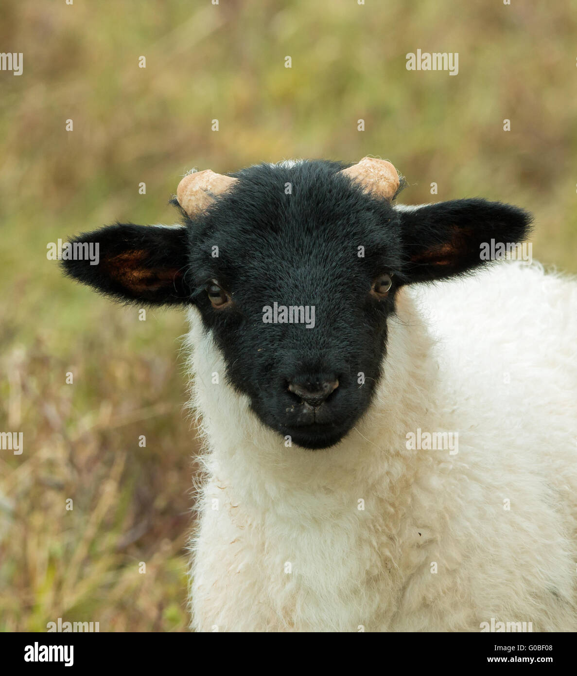 Close-up of lamb of breed Black-faced Sheep Stock Photo - Alamy