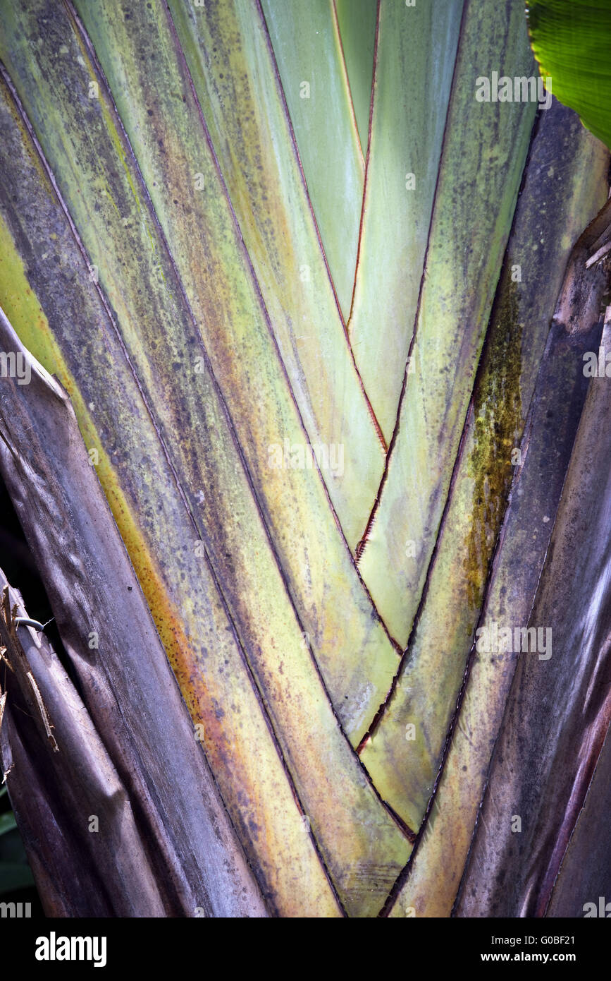 Ravenala blüte hi-res stock photography and images - Alamy