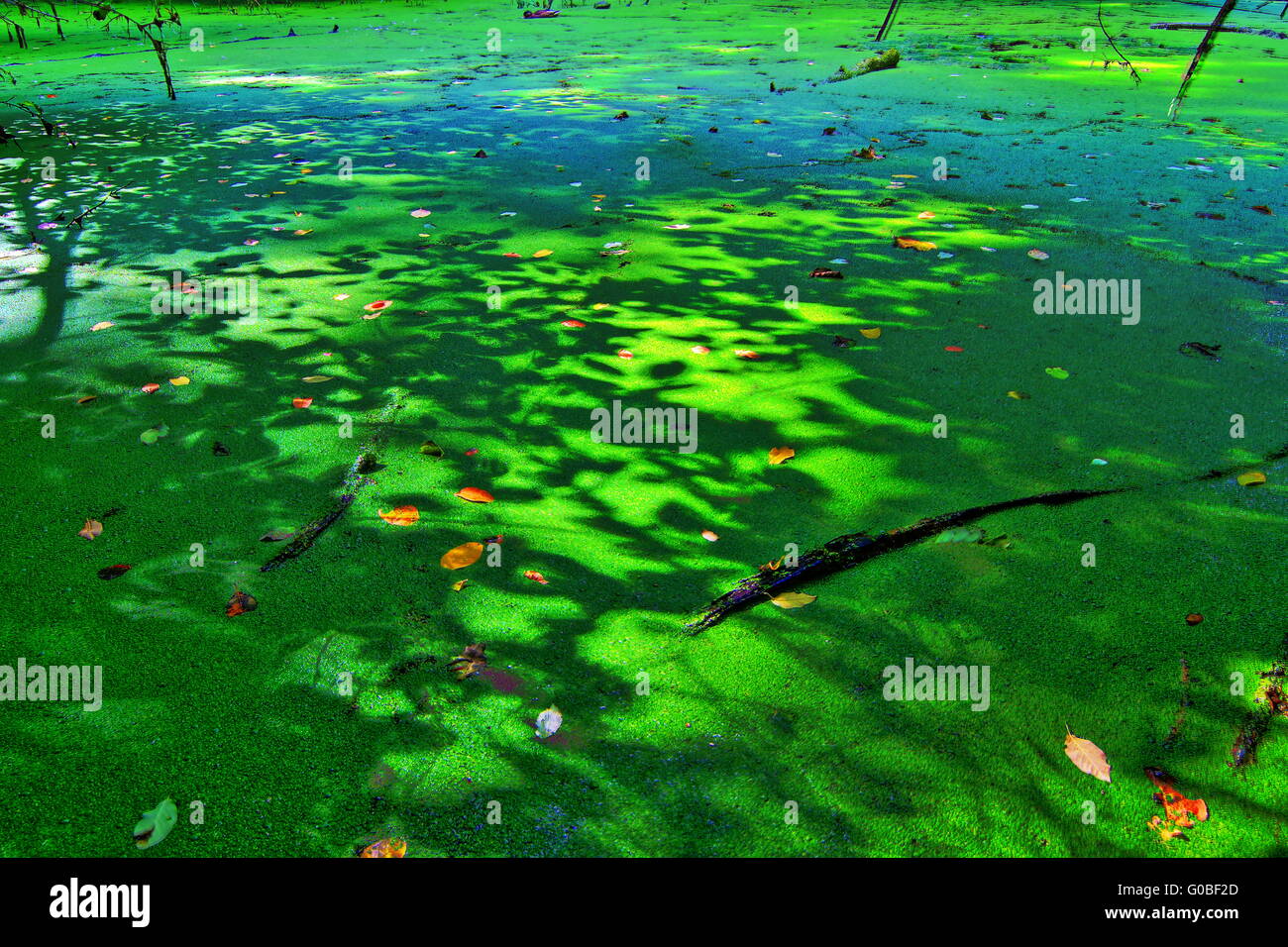 Growing projects hi-res stock photography and images - Alamy