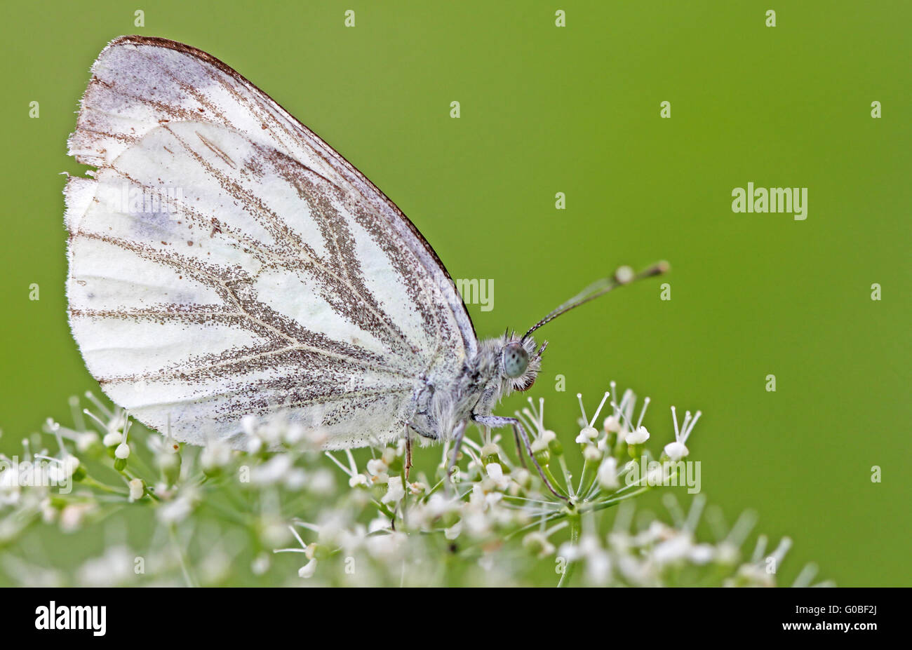 Edelfalte hi-res stock photography and images - Alamy