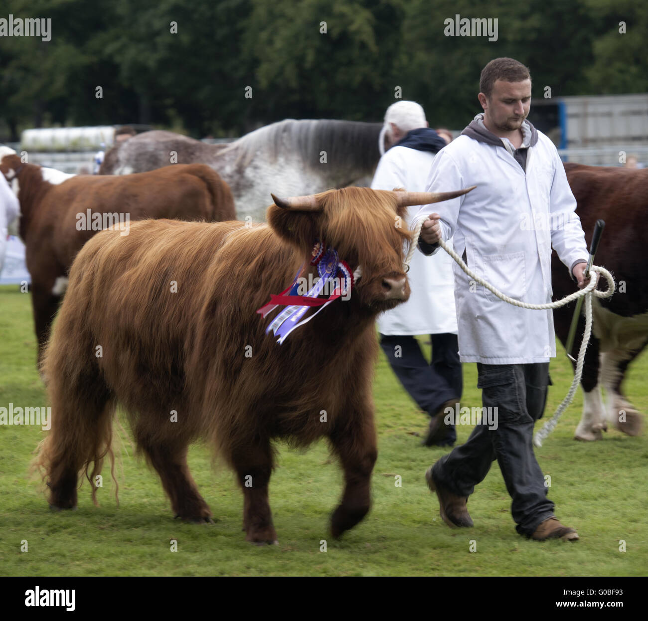 Leading The Cow Stock Photo - Alamy