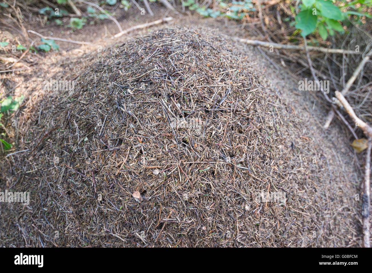 Large anthill in the woods Stock Photo - Alamy