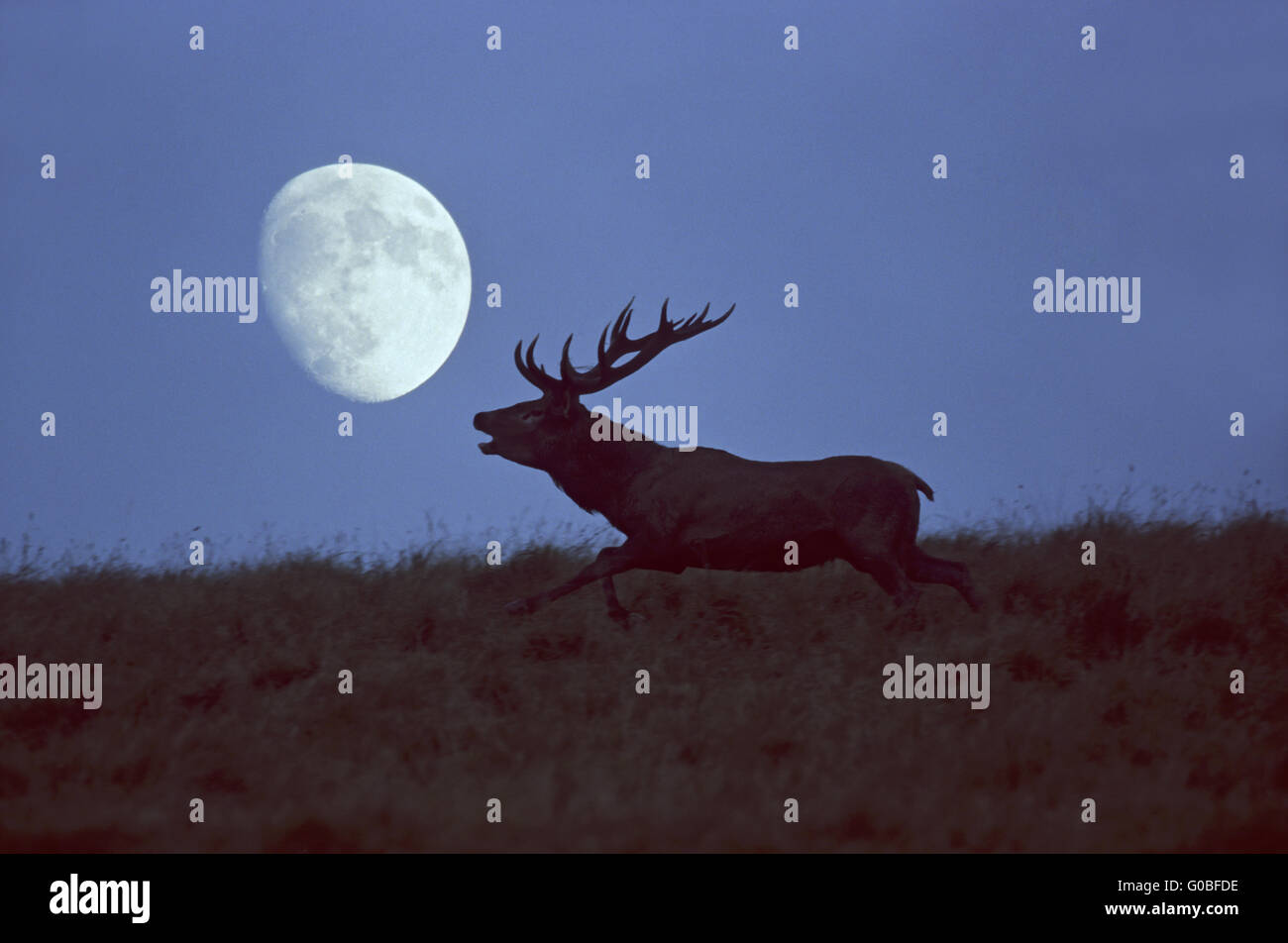 Red Deer stag on a forest glade in front of moon Stock Photo - Alamy