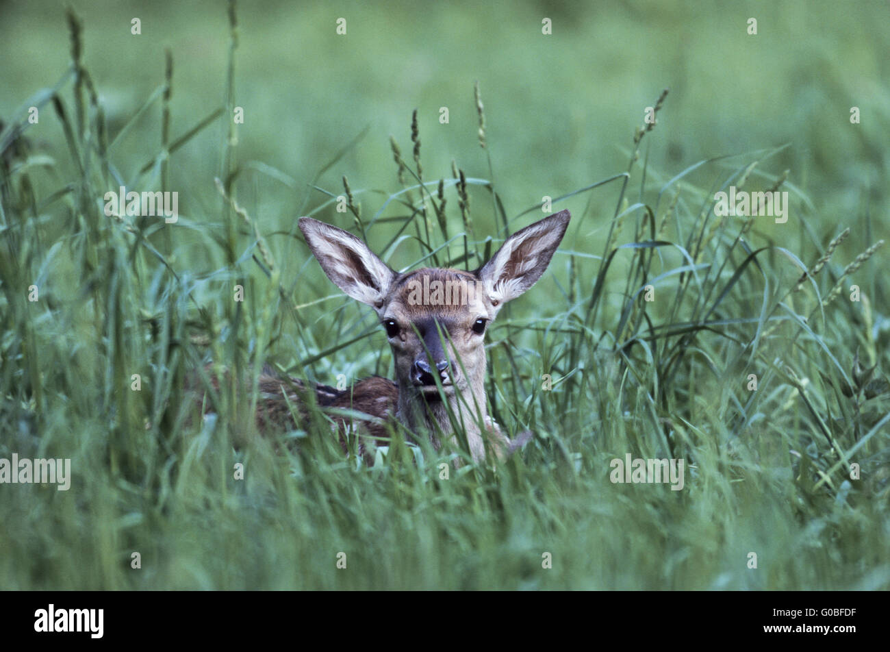 Red deer fawn hi-res stock photography and images - Alamy