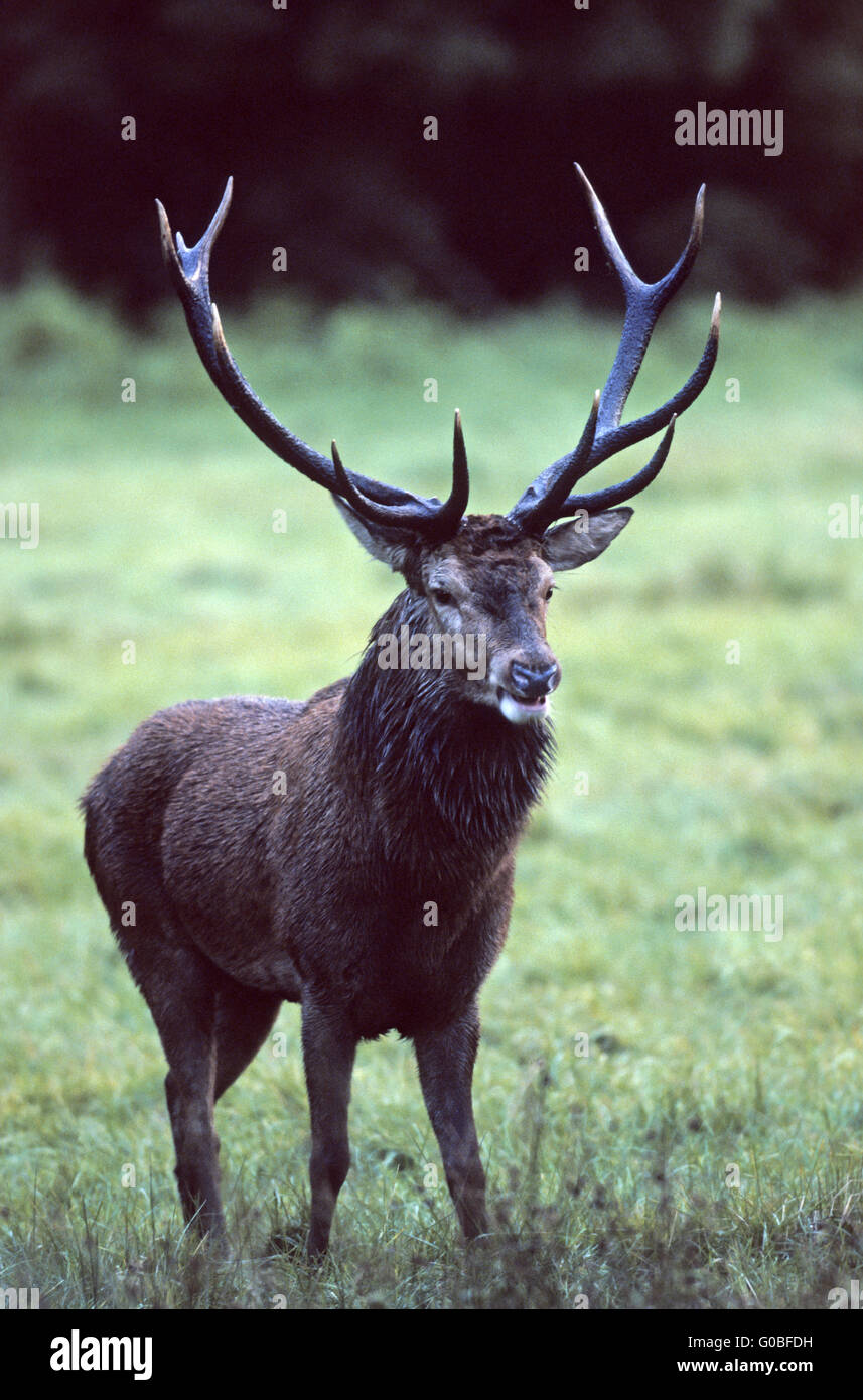 Red Deer hart in the rut on a forest meadow Stock Photo - Alamy