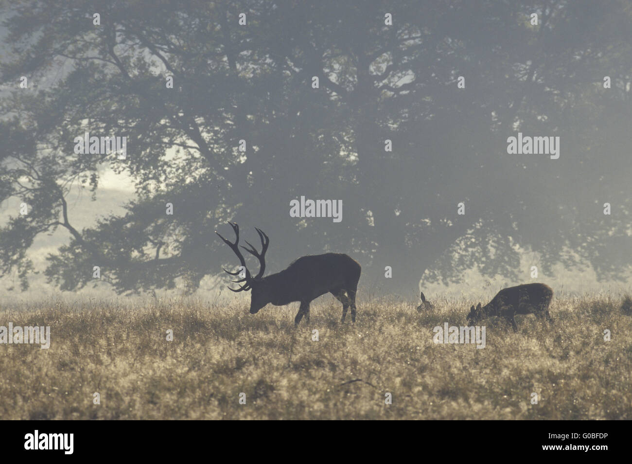 Rottiere hi-res stock photography and images - Alamy