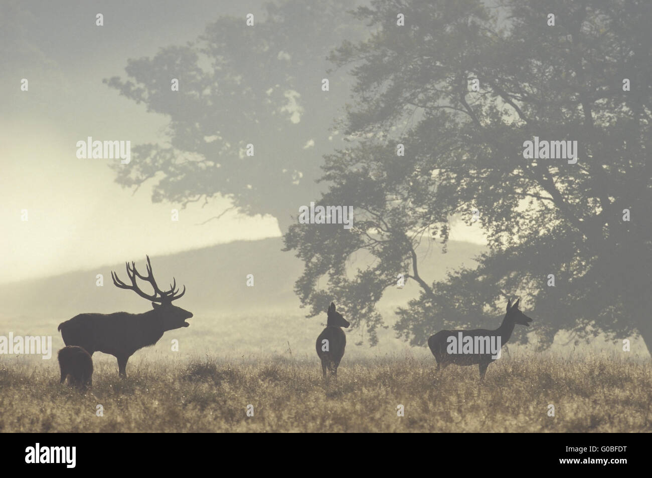 Roaring Red Deer stag, hinds and calf Stock Photo - Alamy