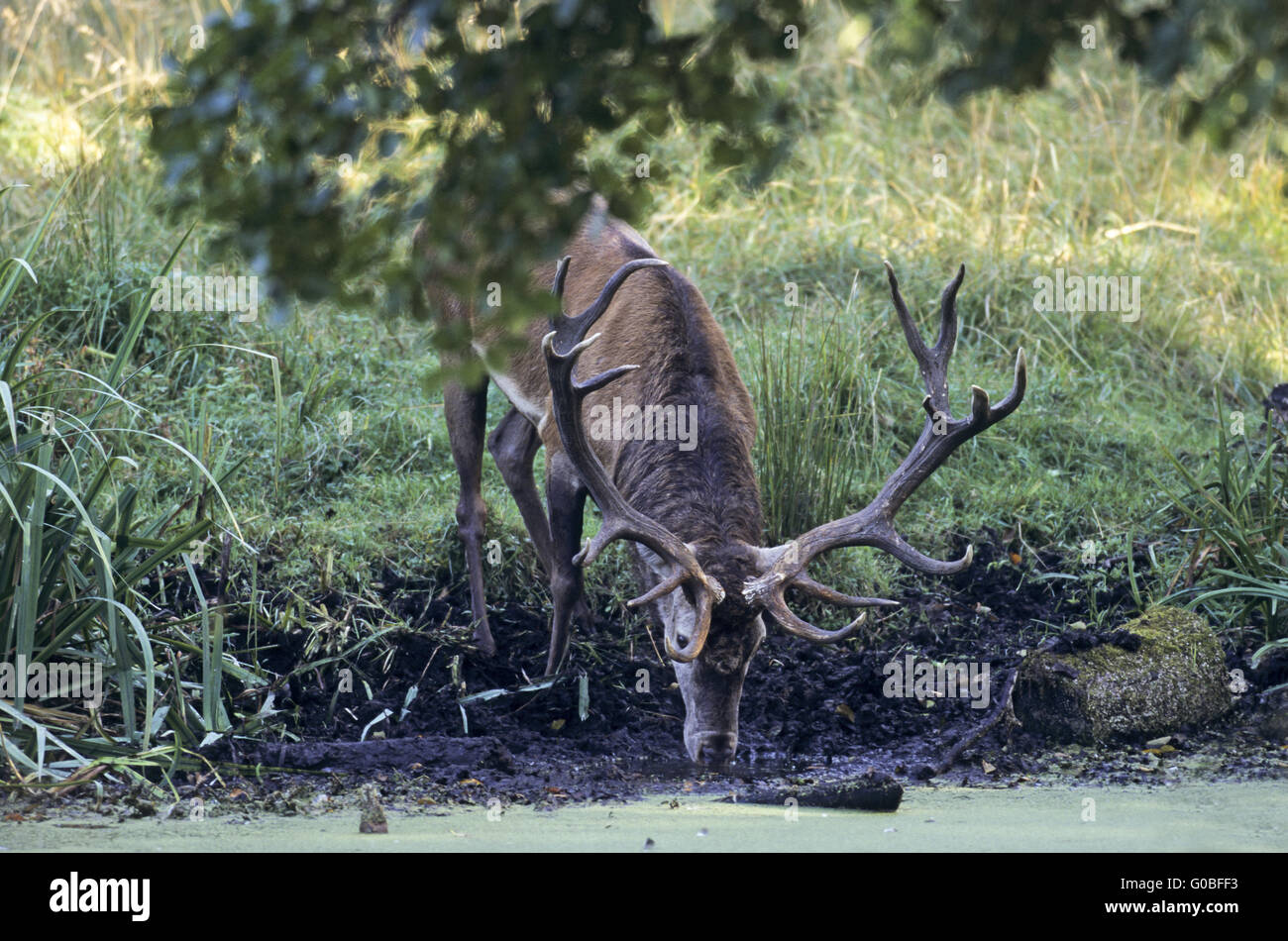 Red Deer hart drinking water at a forest pond Stock Photo - Alamy