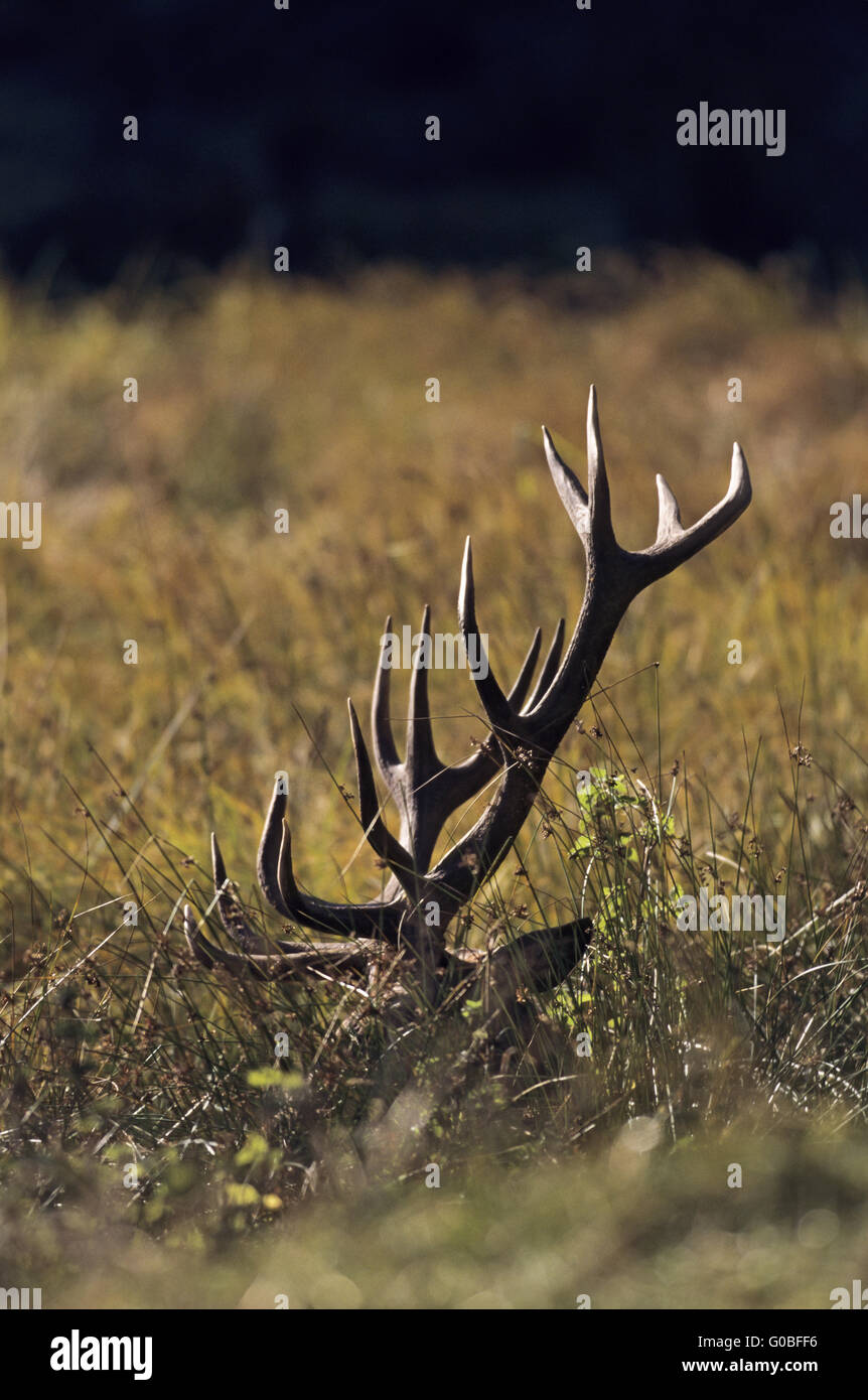 Wounded deer hi-res stock photography and images - Alamy