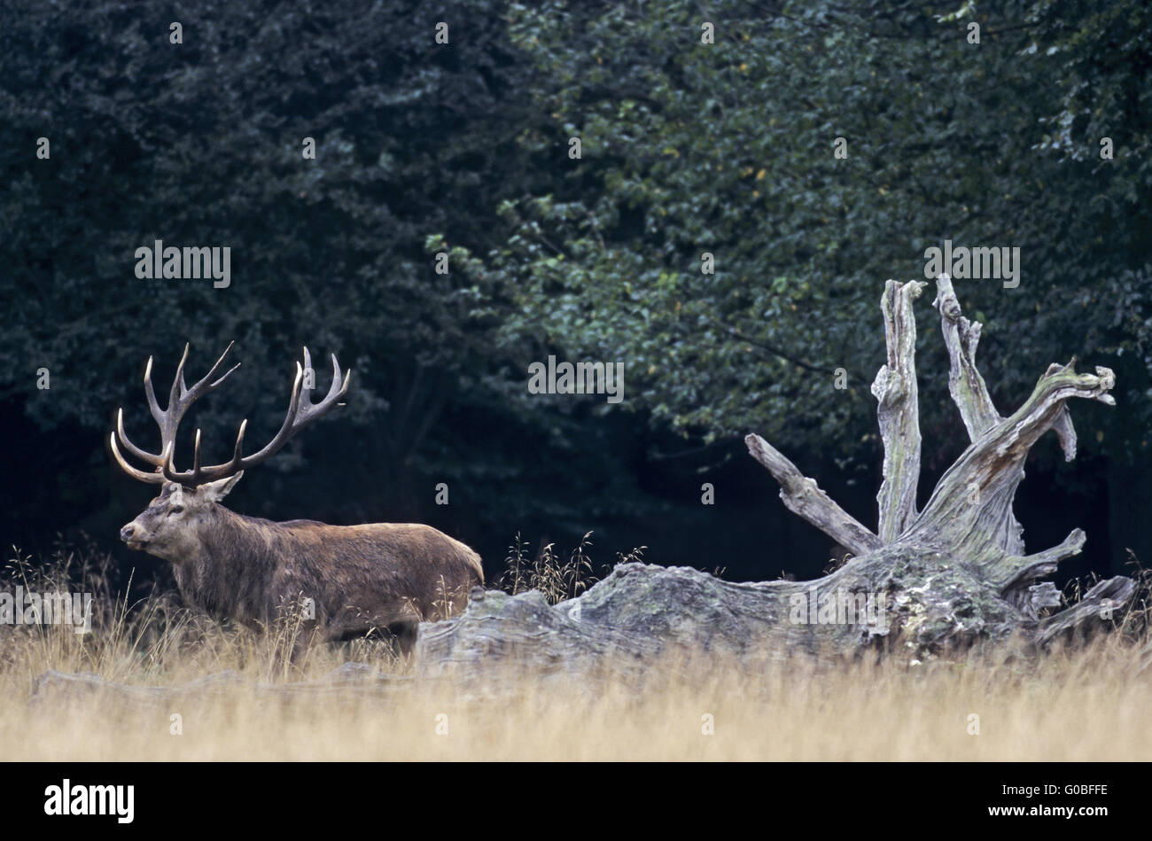 Red Deer stag stand securing on a forest meadow Stock Photo - Alamy