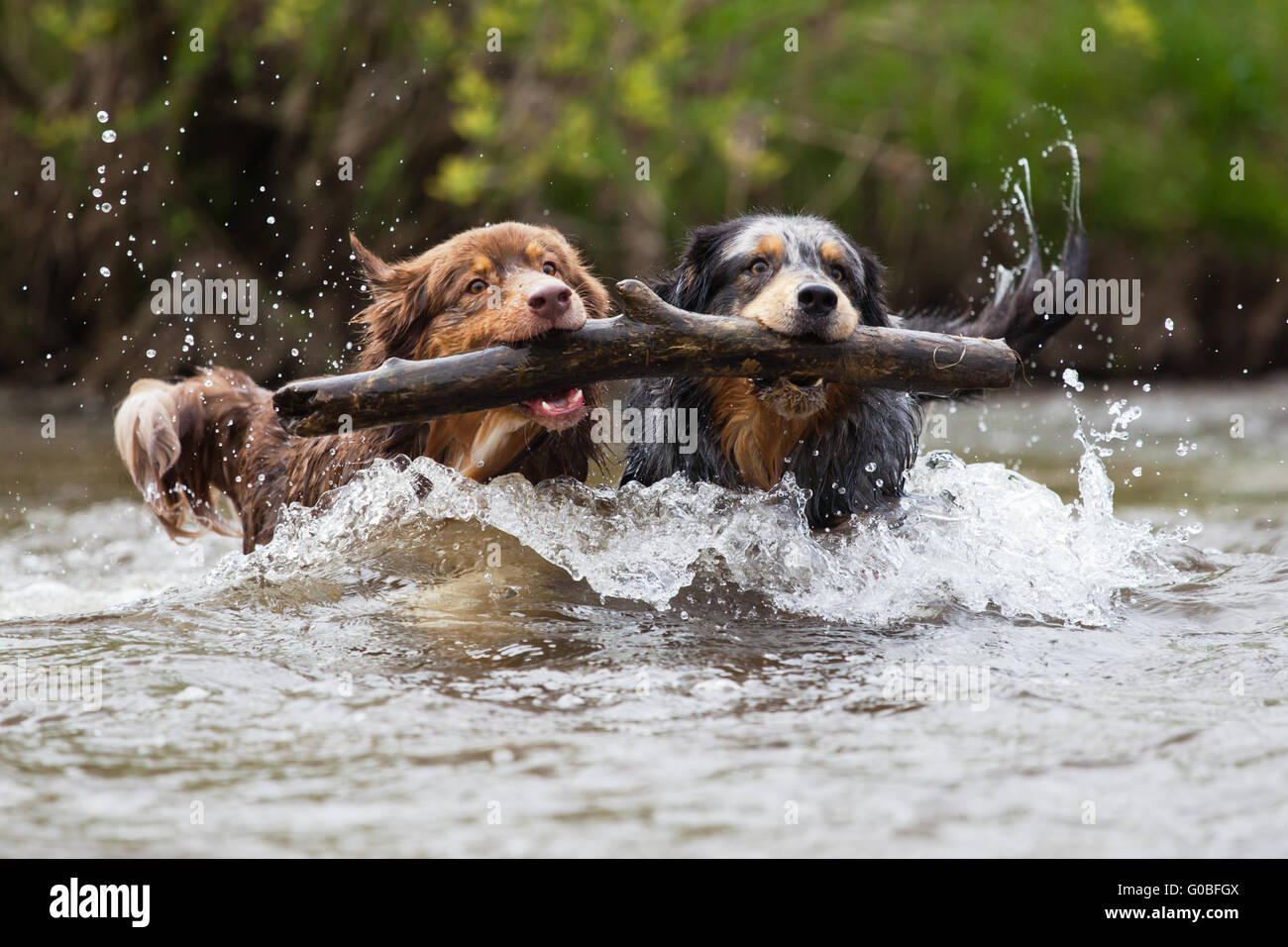 two dogs swimming together with a tree branch Stock Photo - Alamy