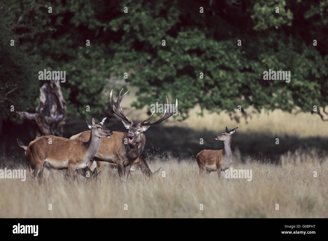 Roaring Red Deer stag, hinds and calf Stock Photo - Alamy