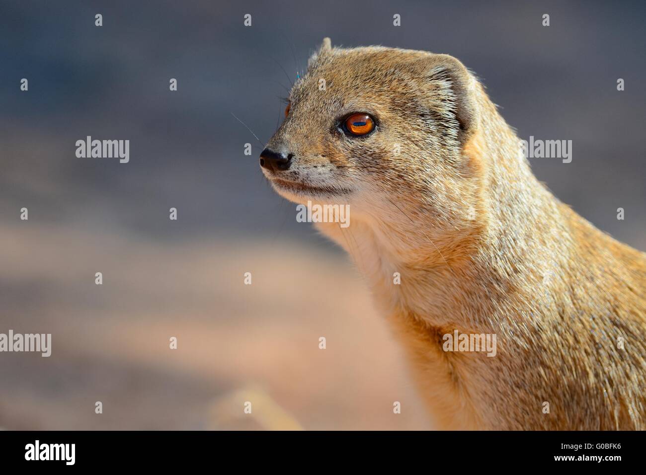 Yellow mongoose (Cynictis penicillata), adult, portrait, Kgalagadi ...