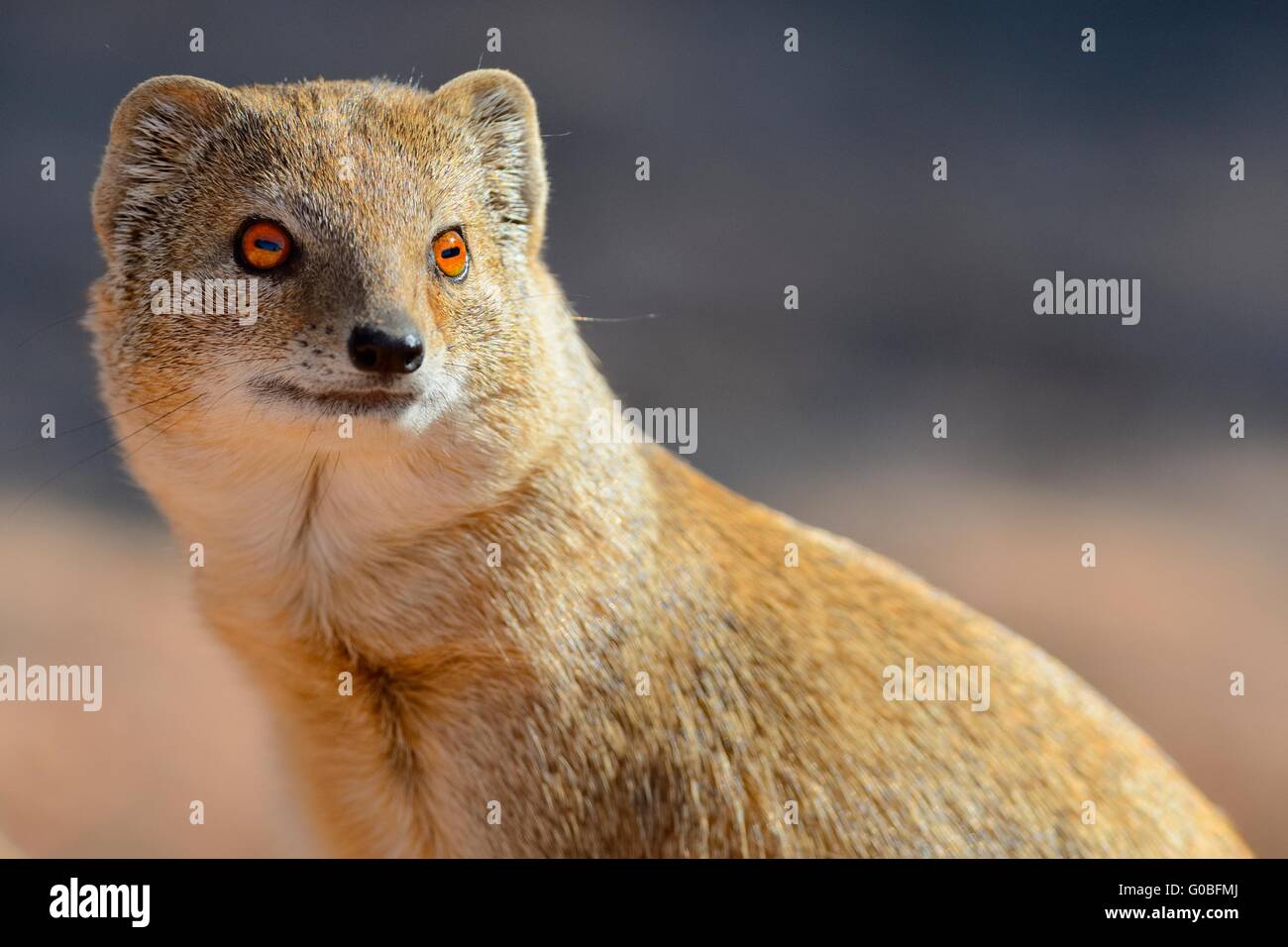 Yellow mongoose (Cynictis penicillata), adult, portrait, Kgalagadi ...