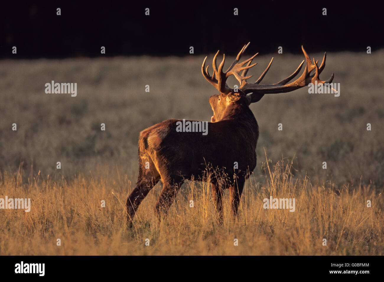Roaring Red Deer stag in evening light Stock Photo - Alamy