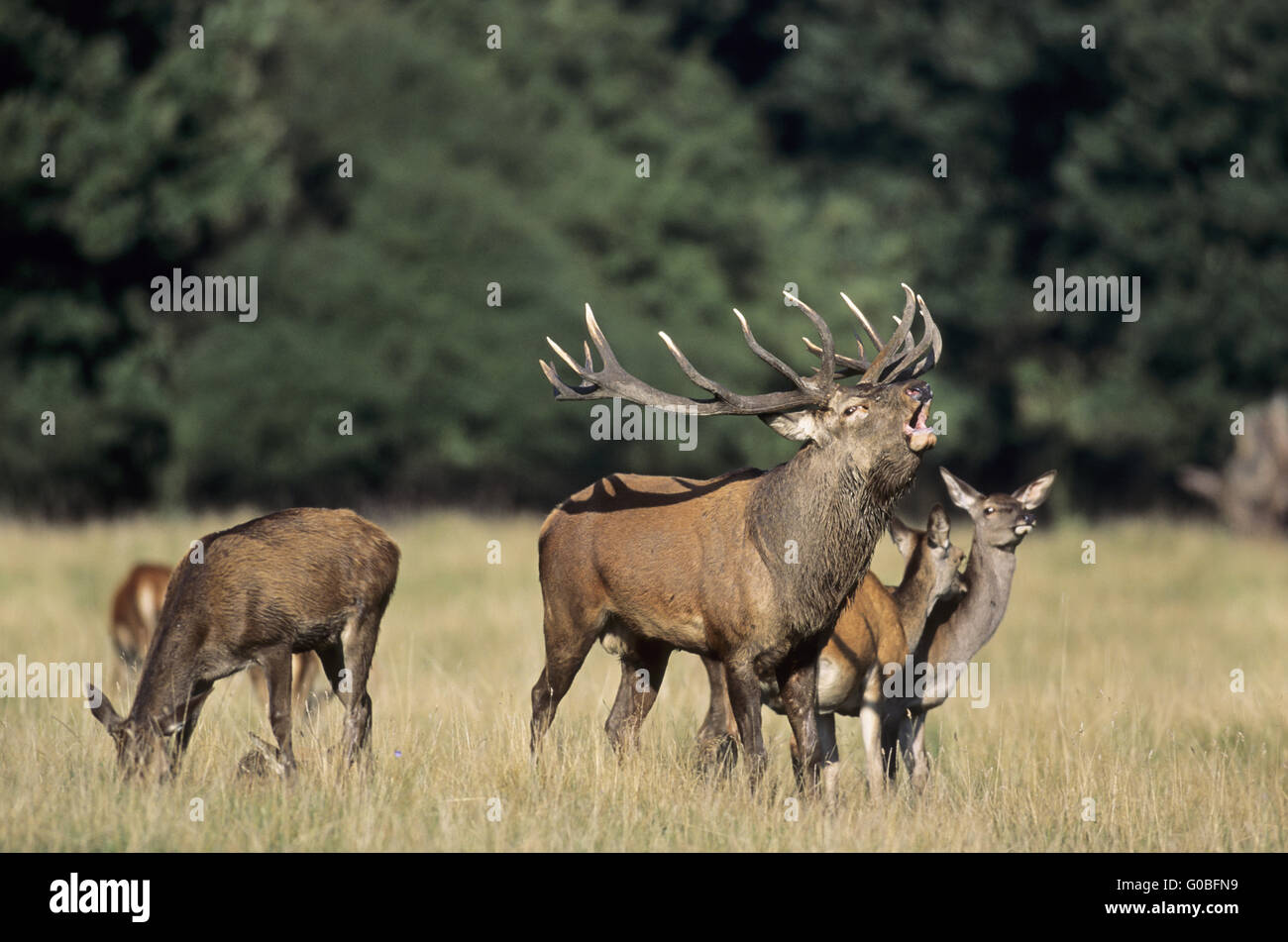 Roaring Red Deer stag, hinds and calf Stock Photo - Alamy