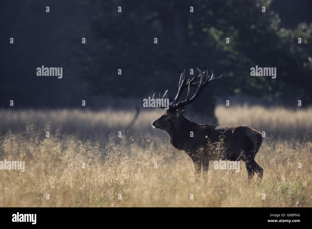 Harts island hi-res stock photography and images - Alamy