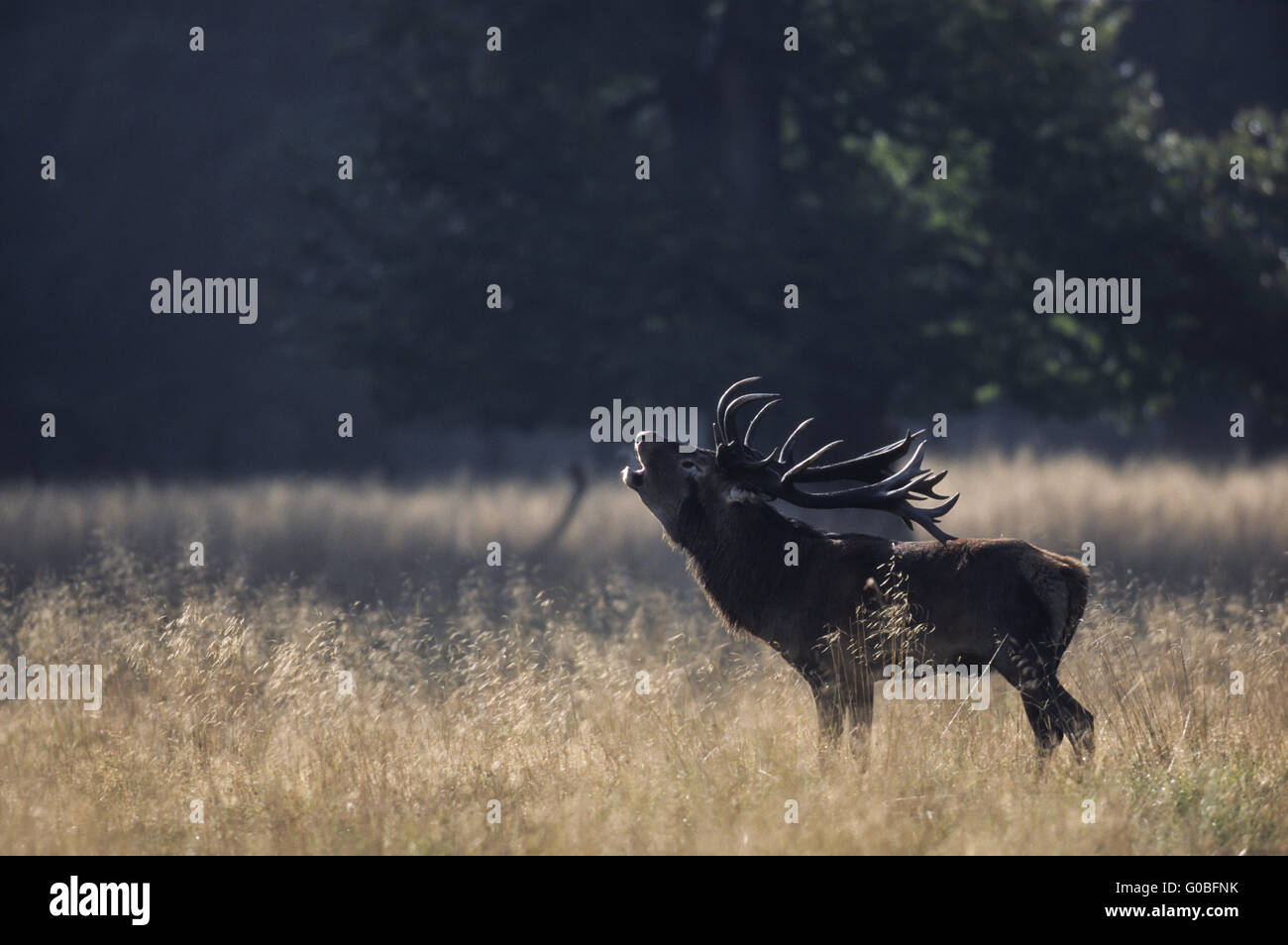 Roaring Red Deer stag on a forest meadow Stock Photo - Alamy