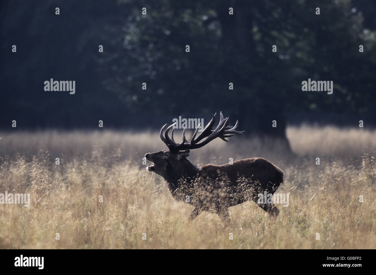 Roaring Red Deer stag on a forest meadow Stock Photo - Alamy