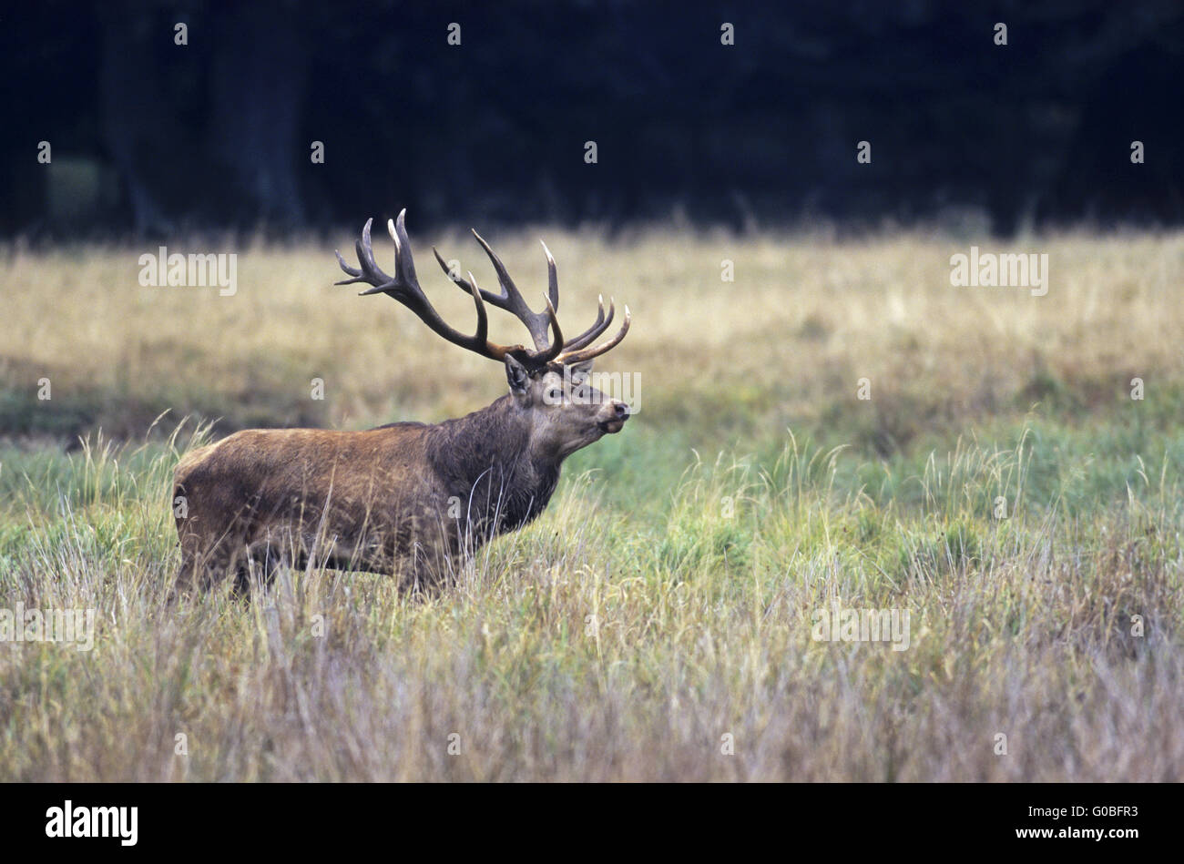Red Deer stag crossing a forest meadow Stock Photo - Alamy