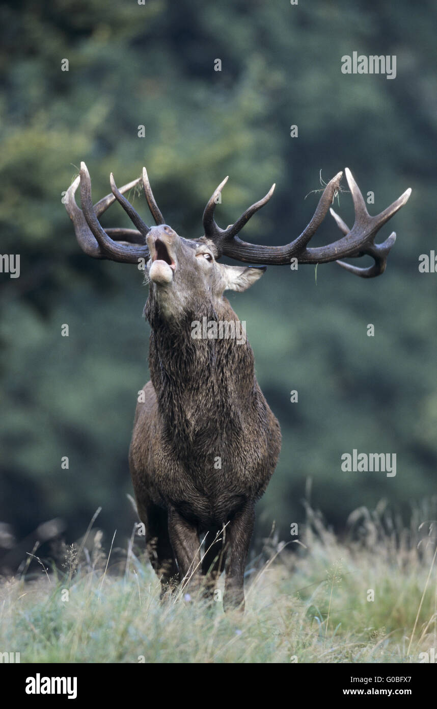 Roaring Red Deer stag on a forest meadow Stock Photo - Alamy