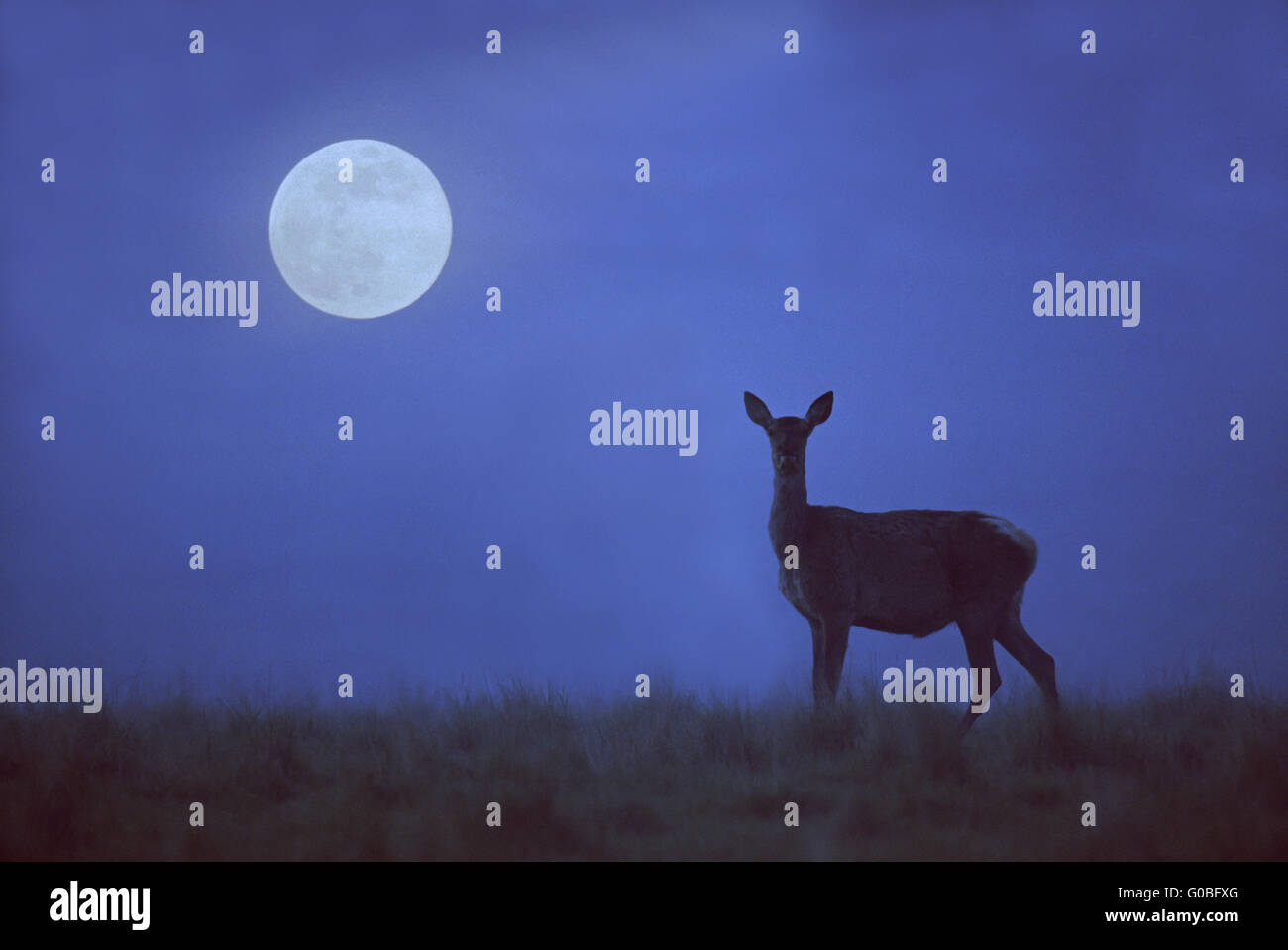 Red Deer hind on a forest glade in front of moon Stock Photo - Alamy