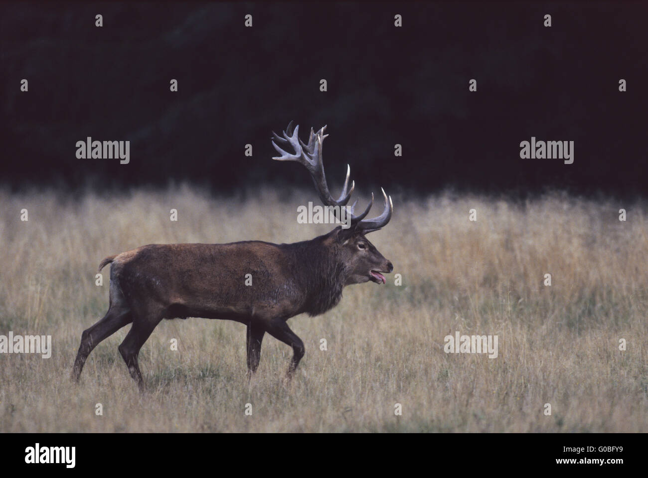Red Deer stag in twilight Stock Photo - Alamy