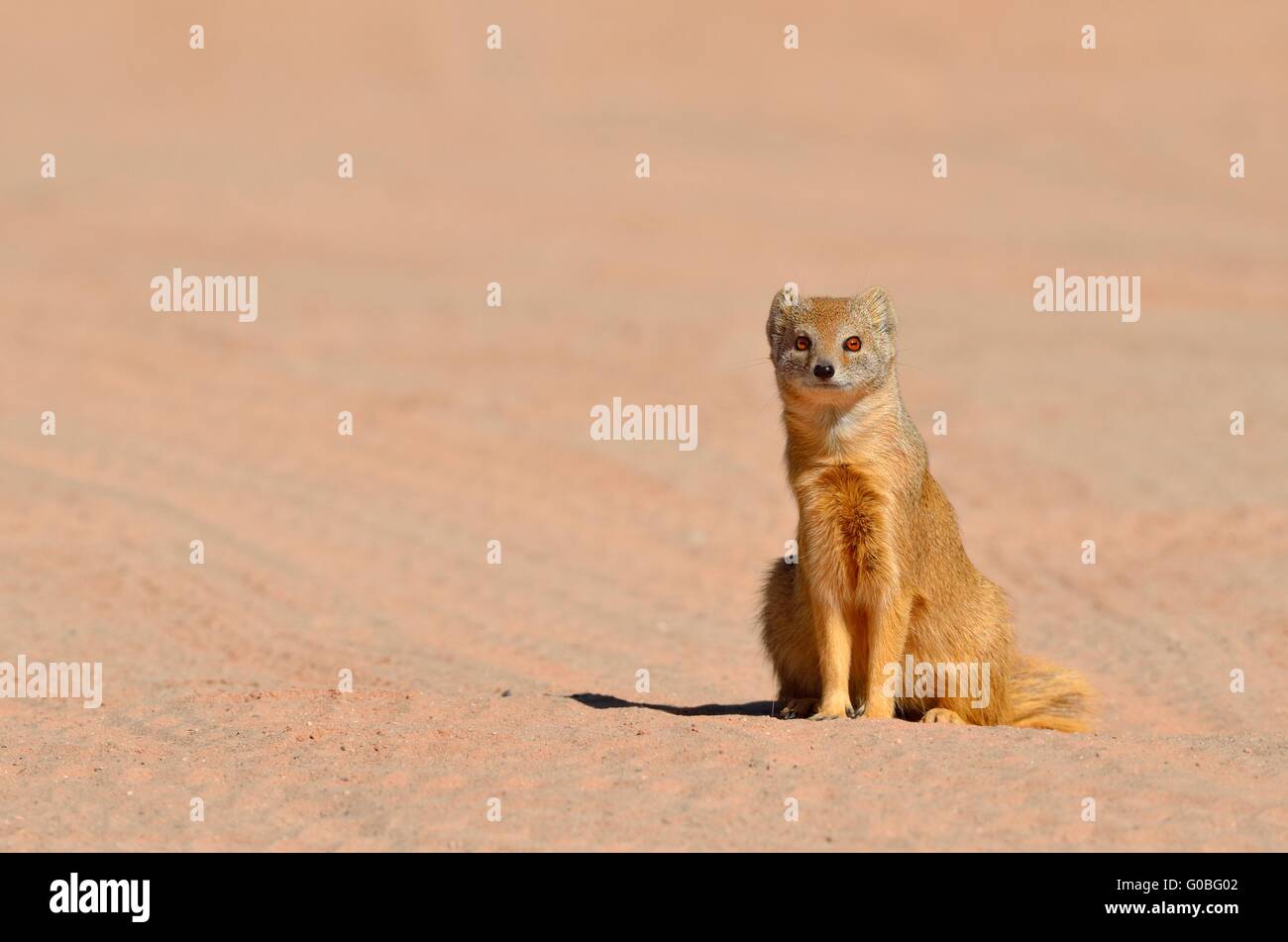Yellow mongoose (Cynictis penicillata), adult sitting on red ground ...