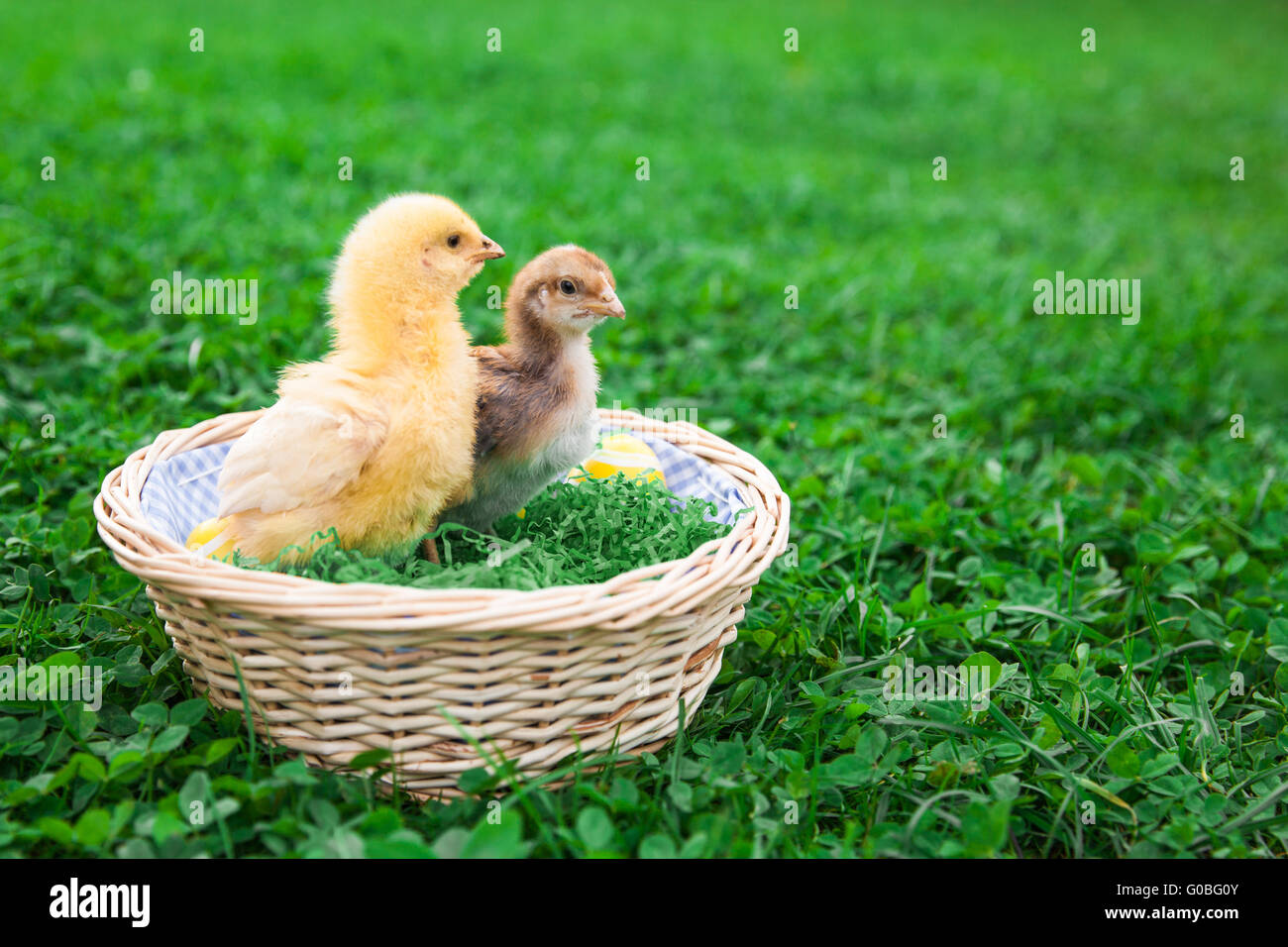 Easter nest with chick Stock Photo - Alamy