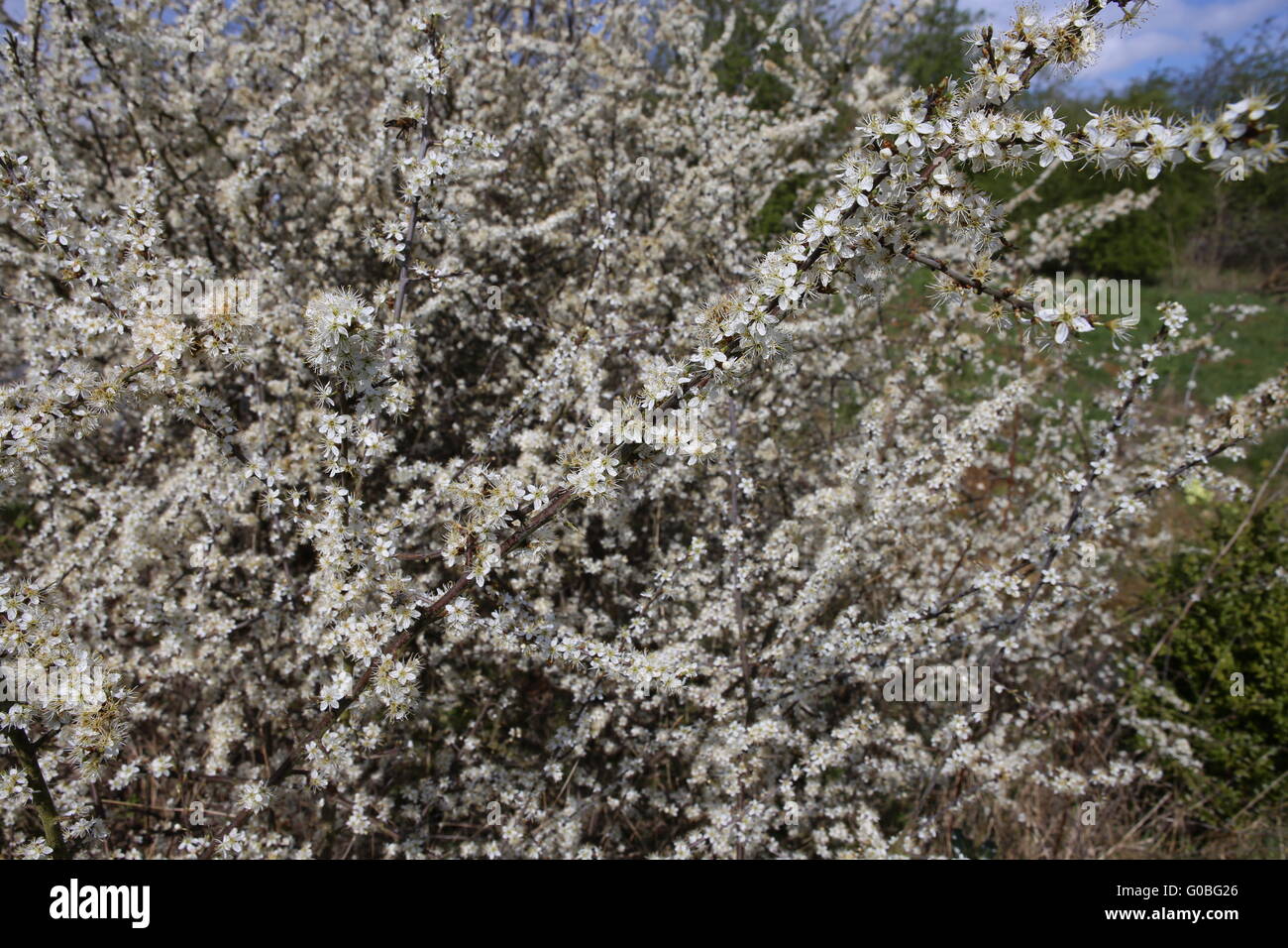 May blossom hi-res stock photography and images - Alamy