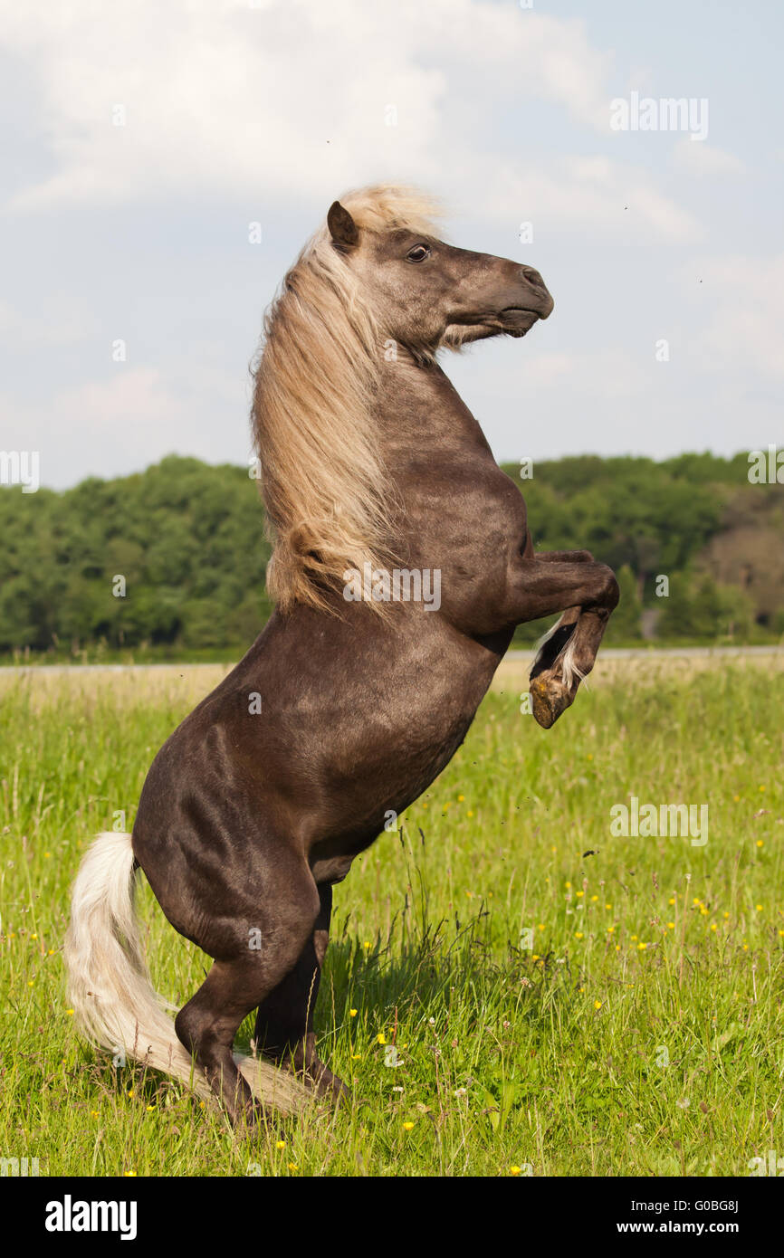 Pony dressage hi-res stock photography and images - Alamy