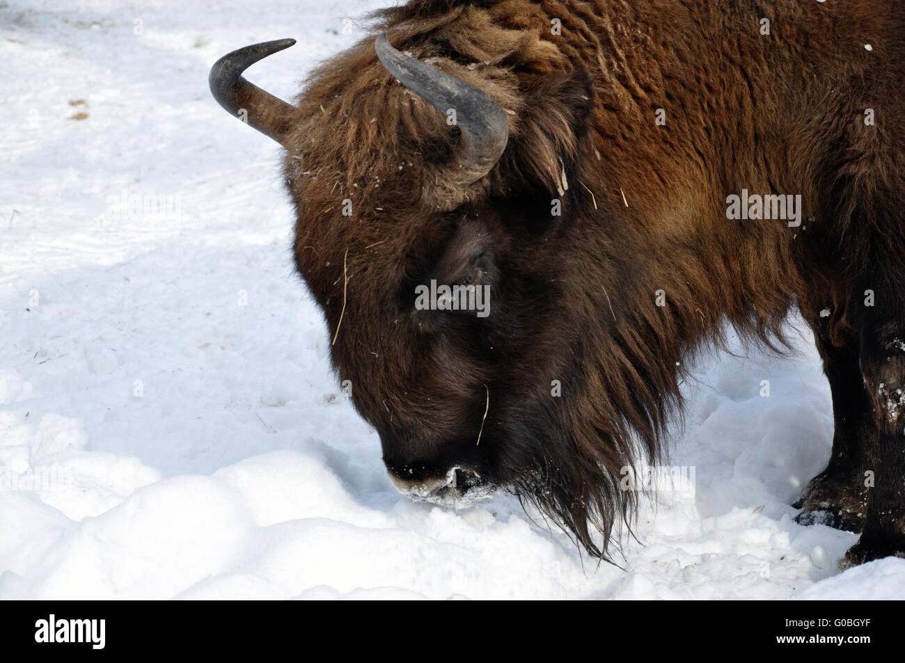 Braun bison hi-res stock photography and images - Alamy