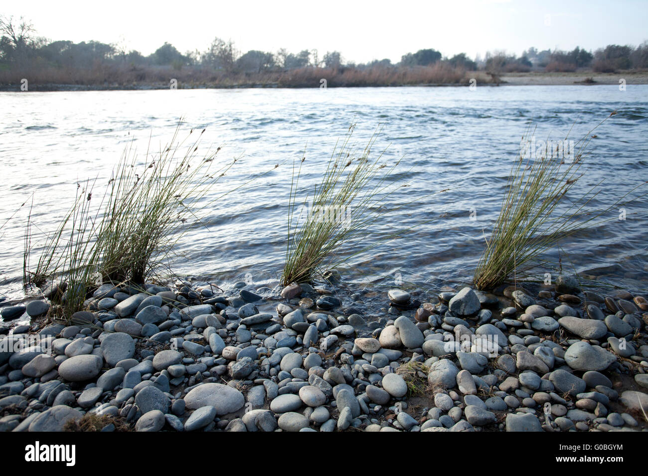 smooth gray rocks and small green reeds along river low viewpoint Stock ...