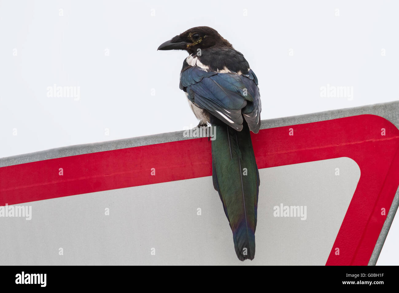 Magpie feather hi-res stock photography and images - Alamy