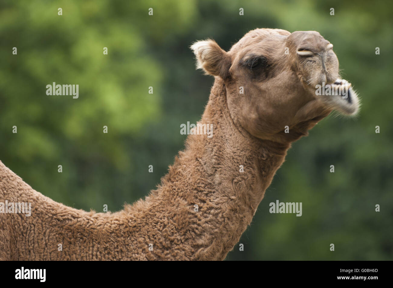 Brown camel eye hi-res stock photography and images - Alamy