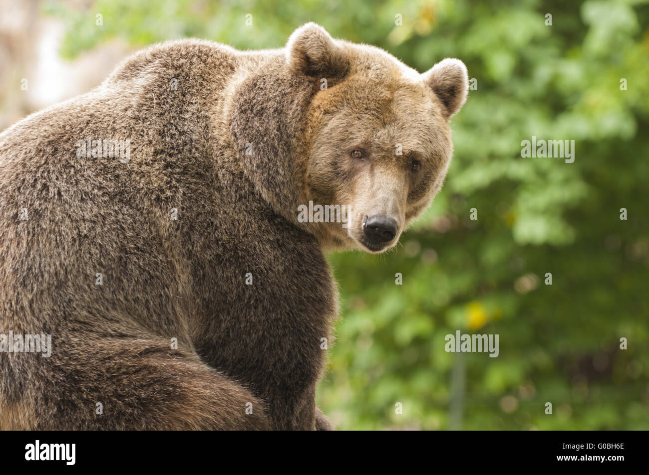 Brown bear eyes hi-res stock photography and images - Alamy