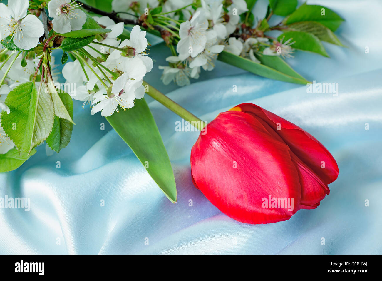 Bright red tulip against blue silk Stock Photo - Alamy