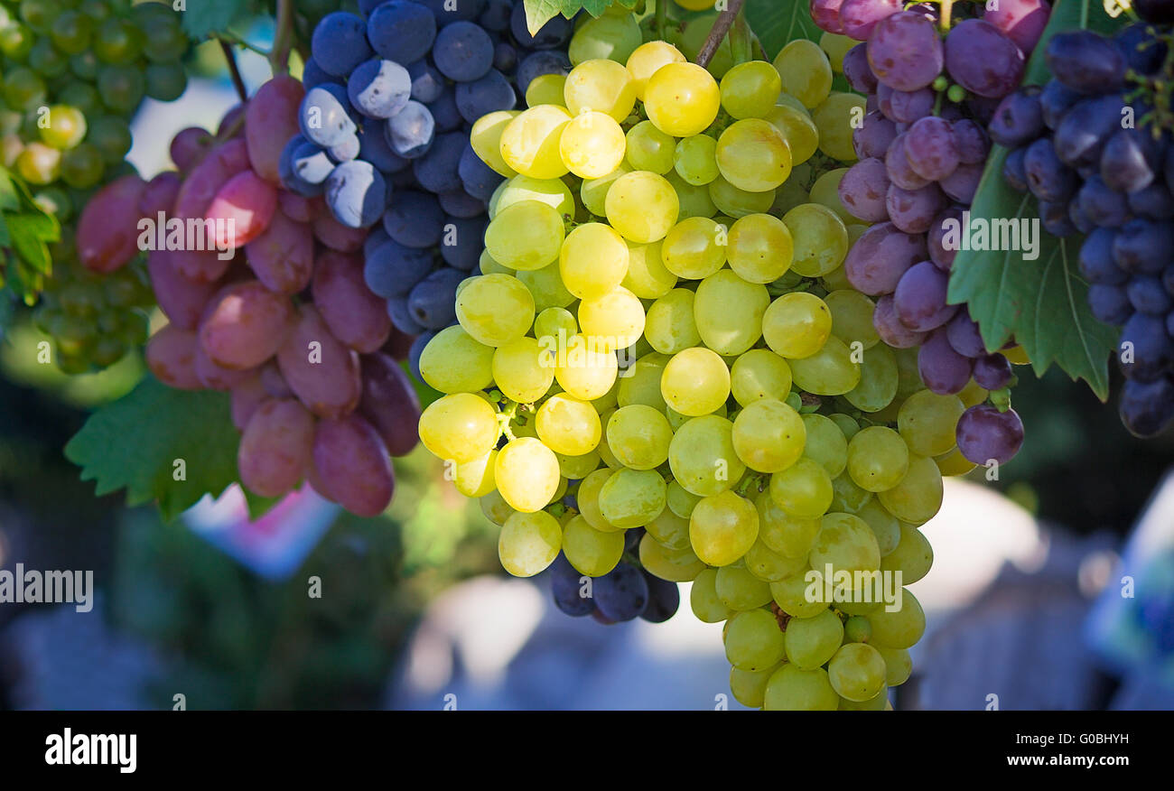 Various grades hi-res stock photography and images - Alamy