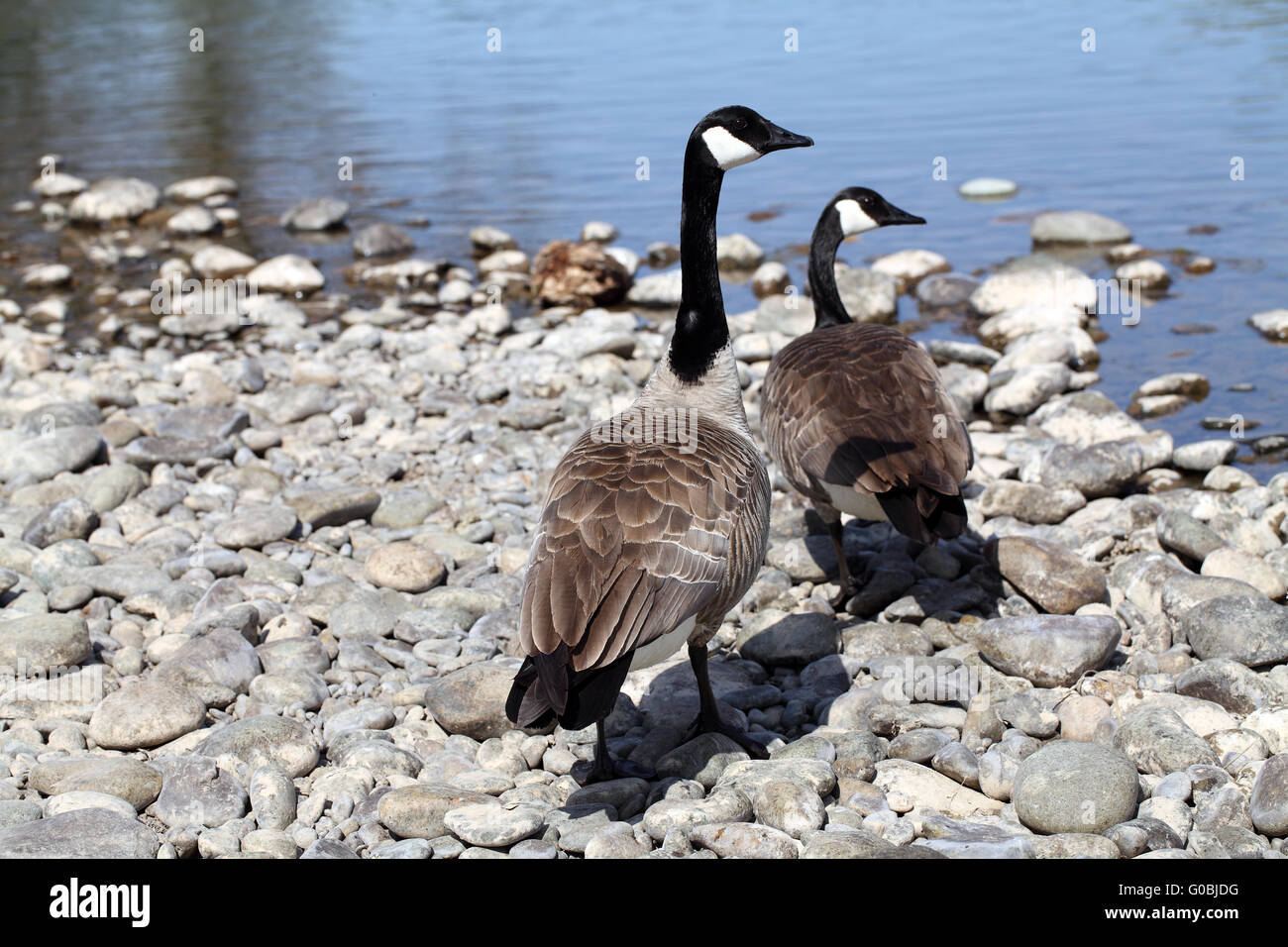 Pair of canadian geese hi-res stock photography and images - Alamy