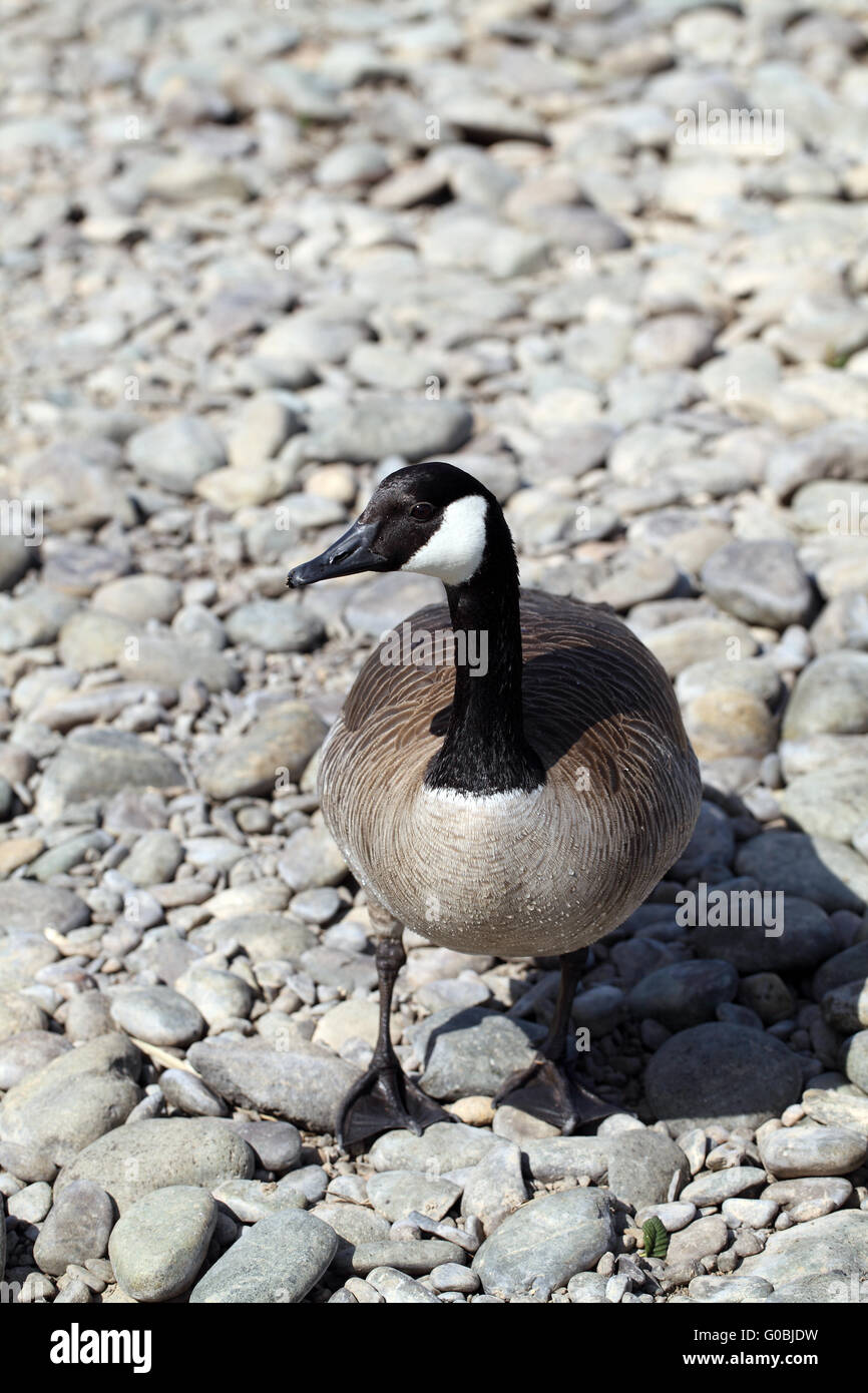 Single Canadian goose wet standing on river rocks Stock Photo - Alamy